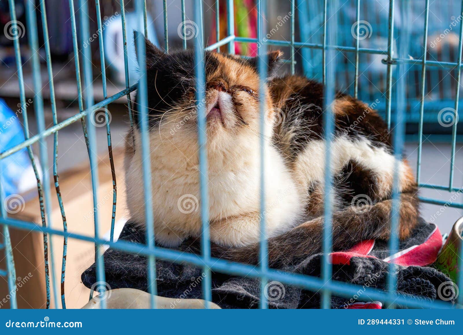 Garfield, A Cute Black And White Tabby Pet Cat Royalty-Free Stock Image ...