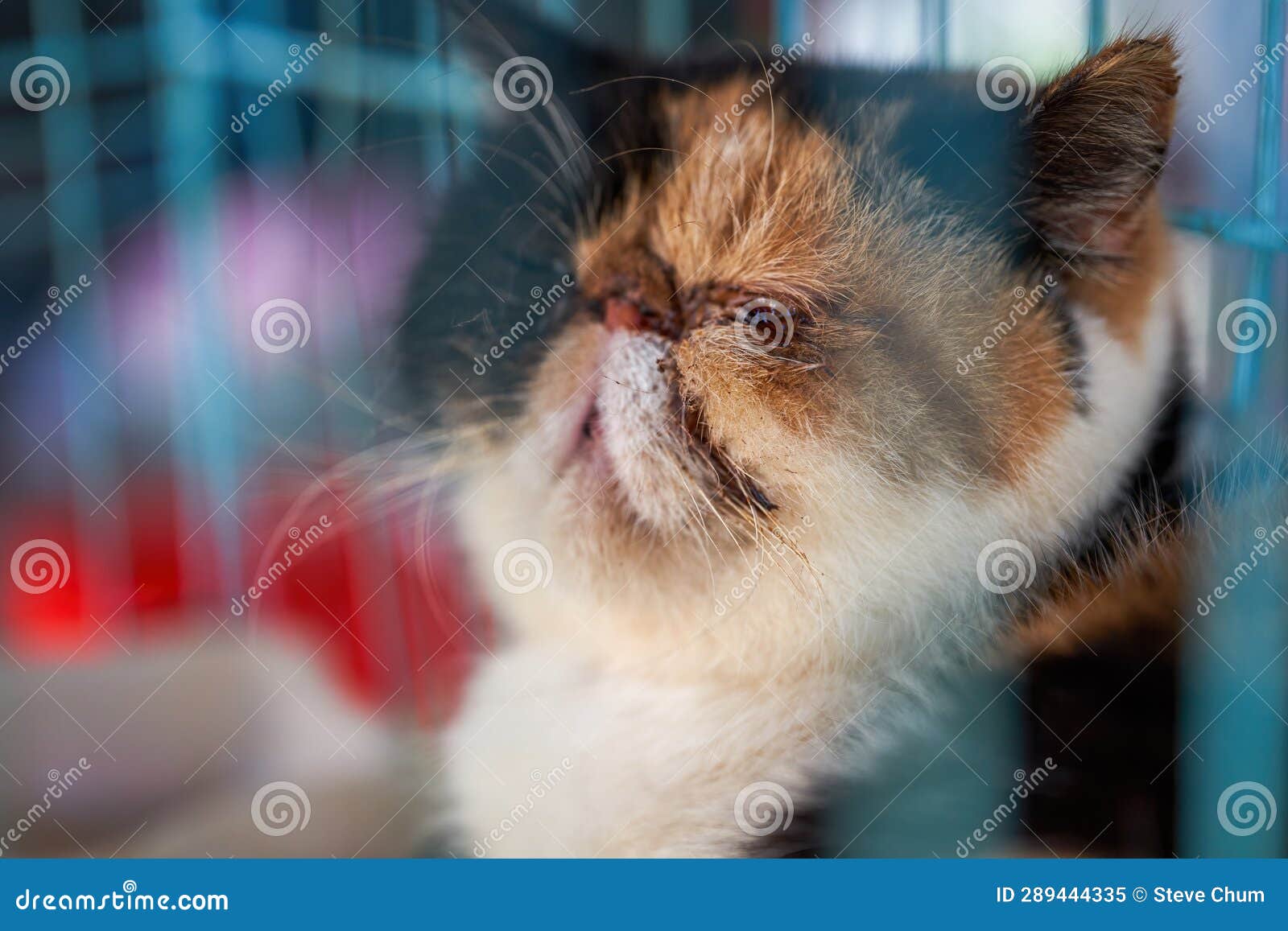 Garfield, A Cute Black And White Tabby Pet Cat Royalty-Free Stock Image ...