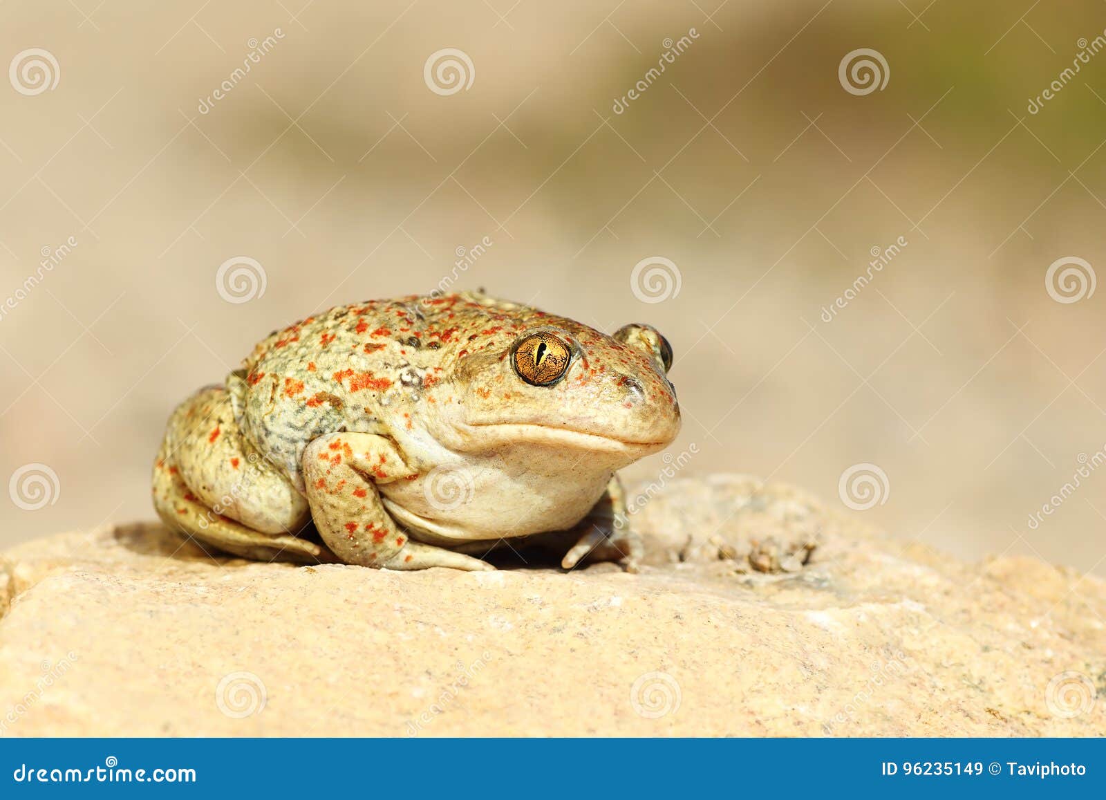 Cute Garlic Toad Standing on the Ground Stock Image - Image of life ...