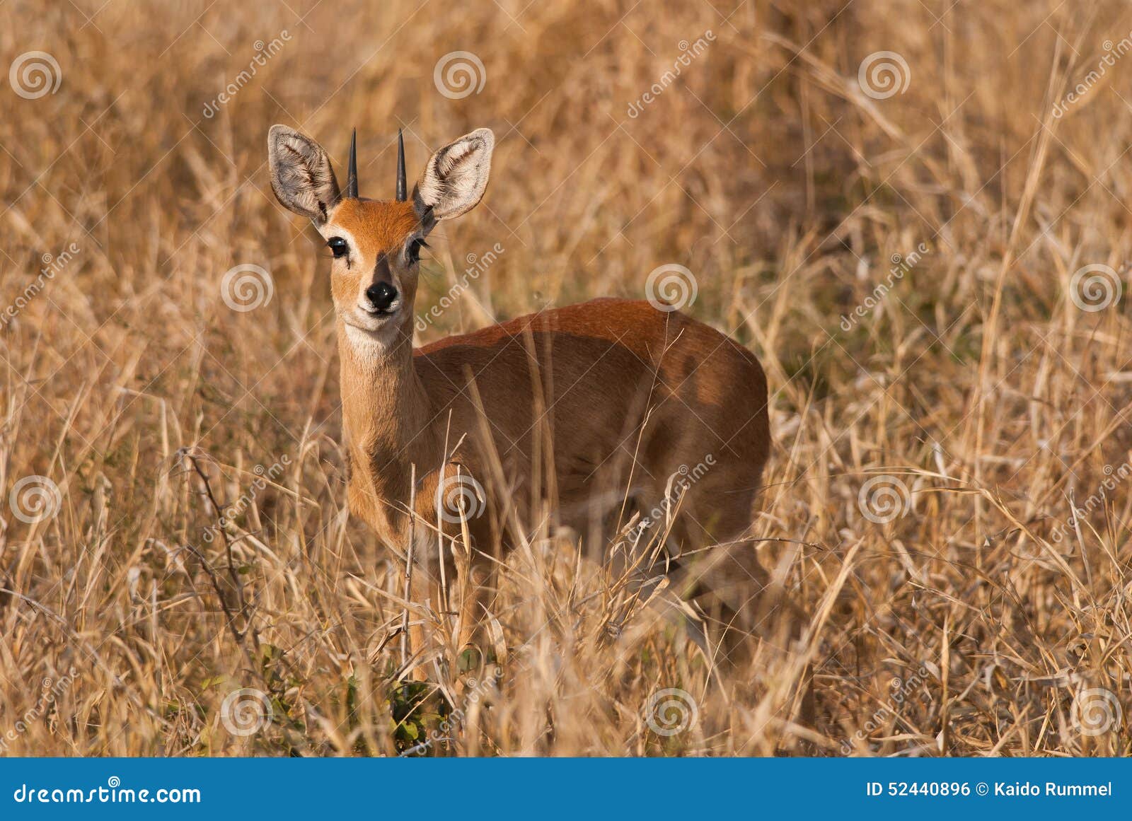 Cute gazelle stock photo. Image of steinbok, close, ears - 52440896
