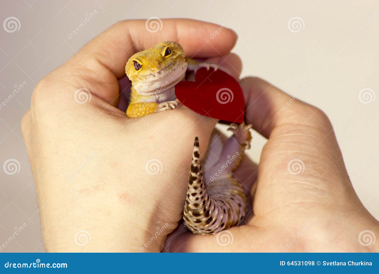 Cute Gecko with Heart in Paws Stock Photo - Image of lizard, smiling ...