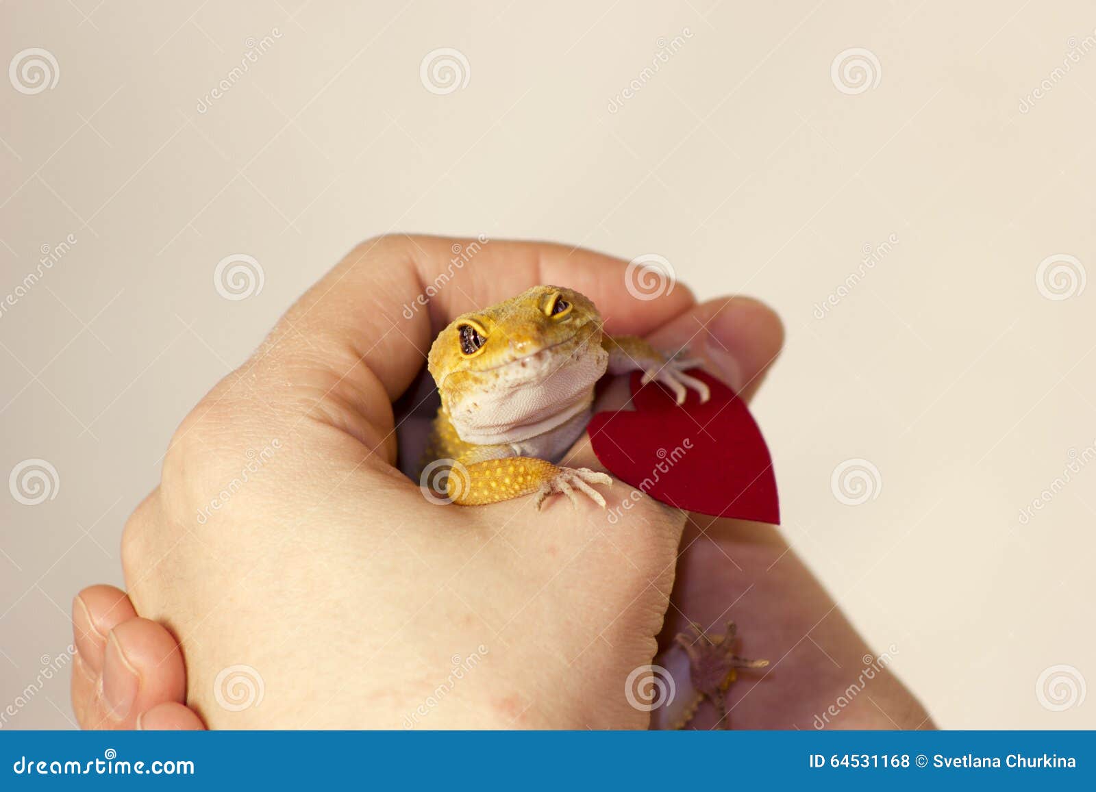 Cute Gecko with Heart in Paws Stock Photo - Image of shallow, orange ...