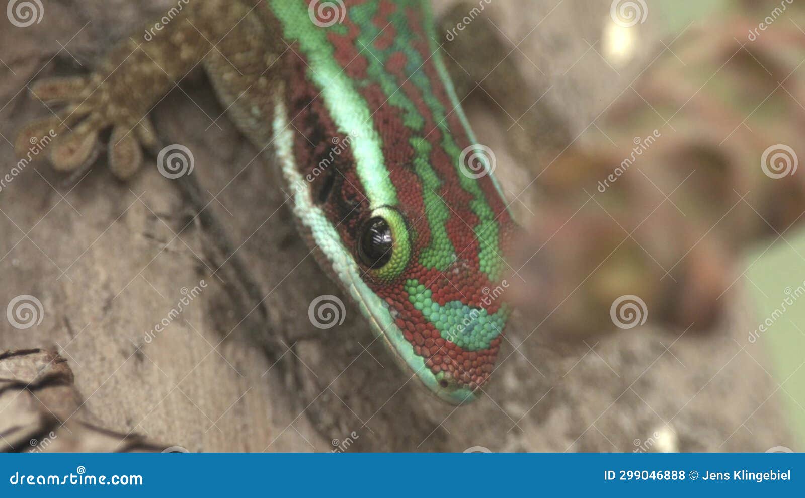 Manapany Gecko - La Reunion Stock Footage - Video of tropical, manapany ...