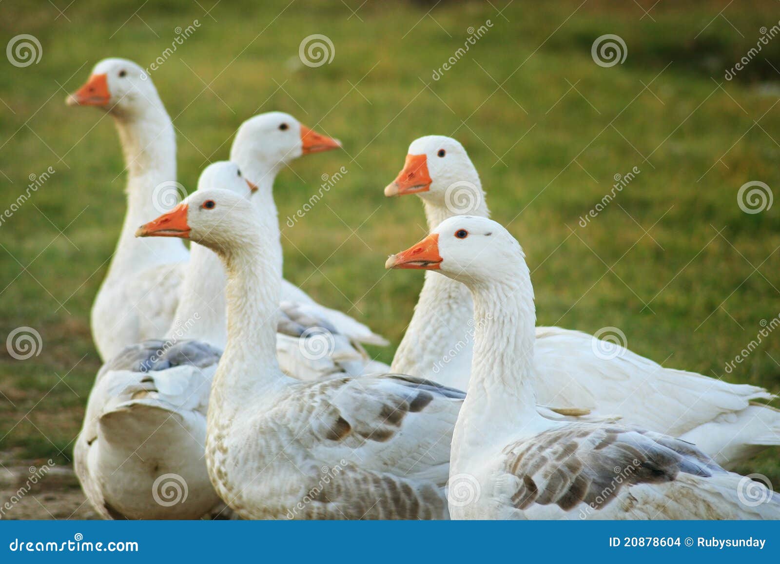 Cute geese stock photo. Image of farming, grass, geese - 20878604
