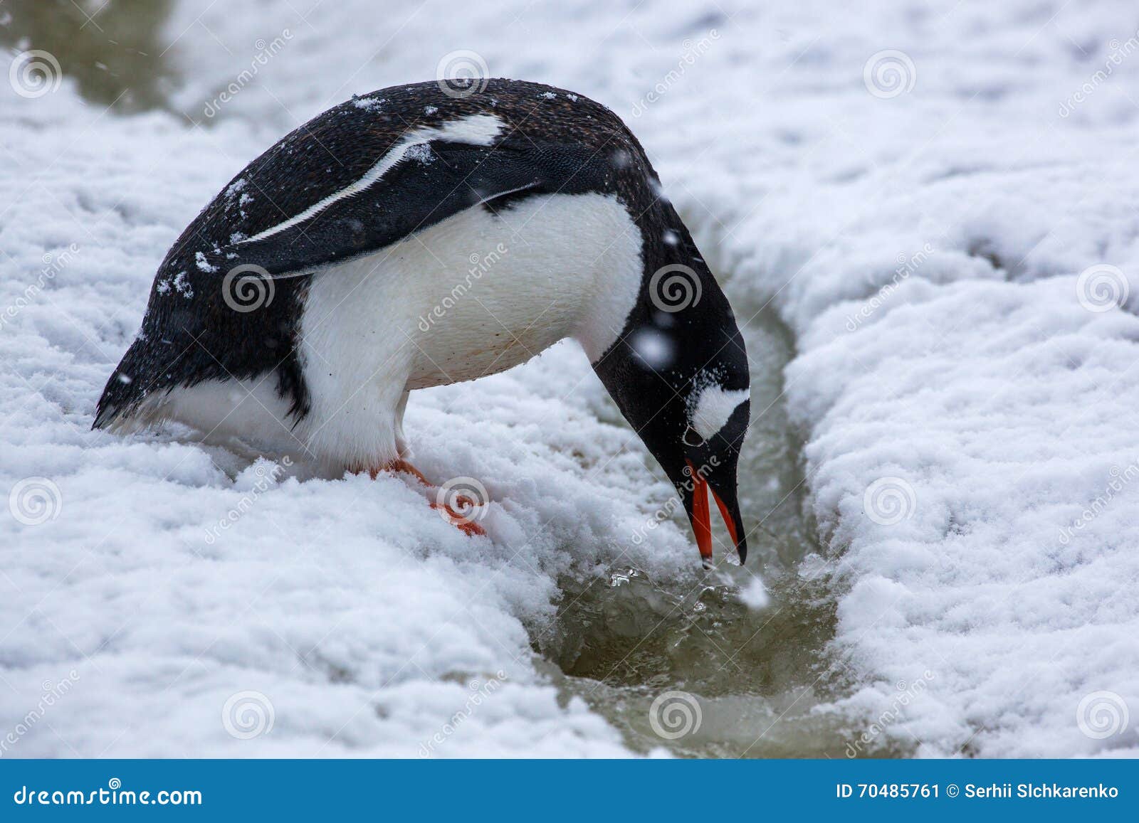 Cute Gentoo Penguin Drinks Water in Antarctica Stock Image - Image of ...