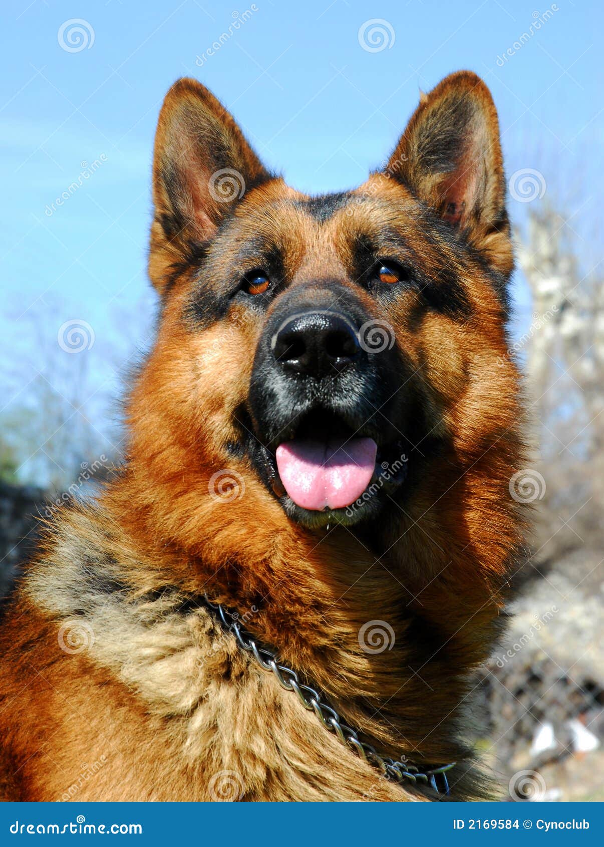 Cute German shepherd stock photo. Image of family, shepherd - 2169584