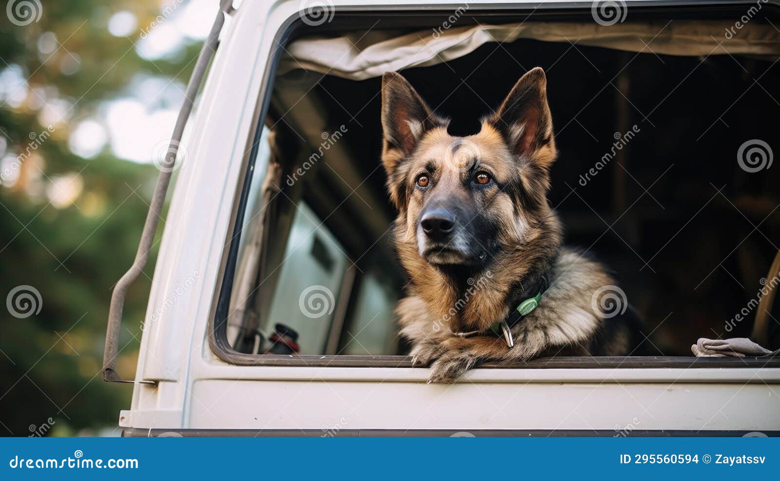 Cute German Shepherd Dog Sitting in Car during the Journey Stock Photo ...