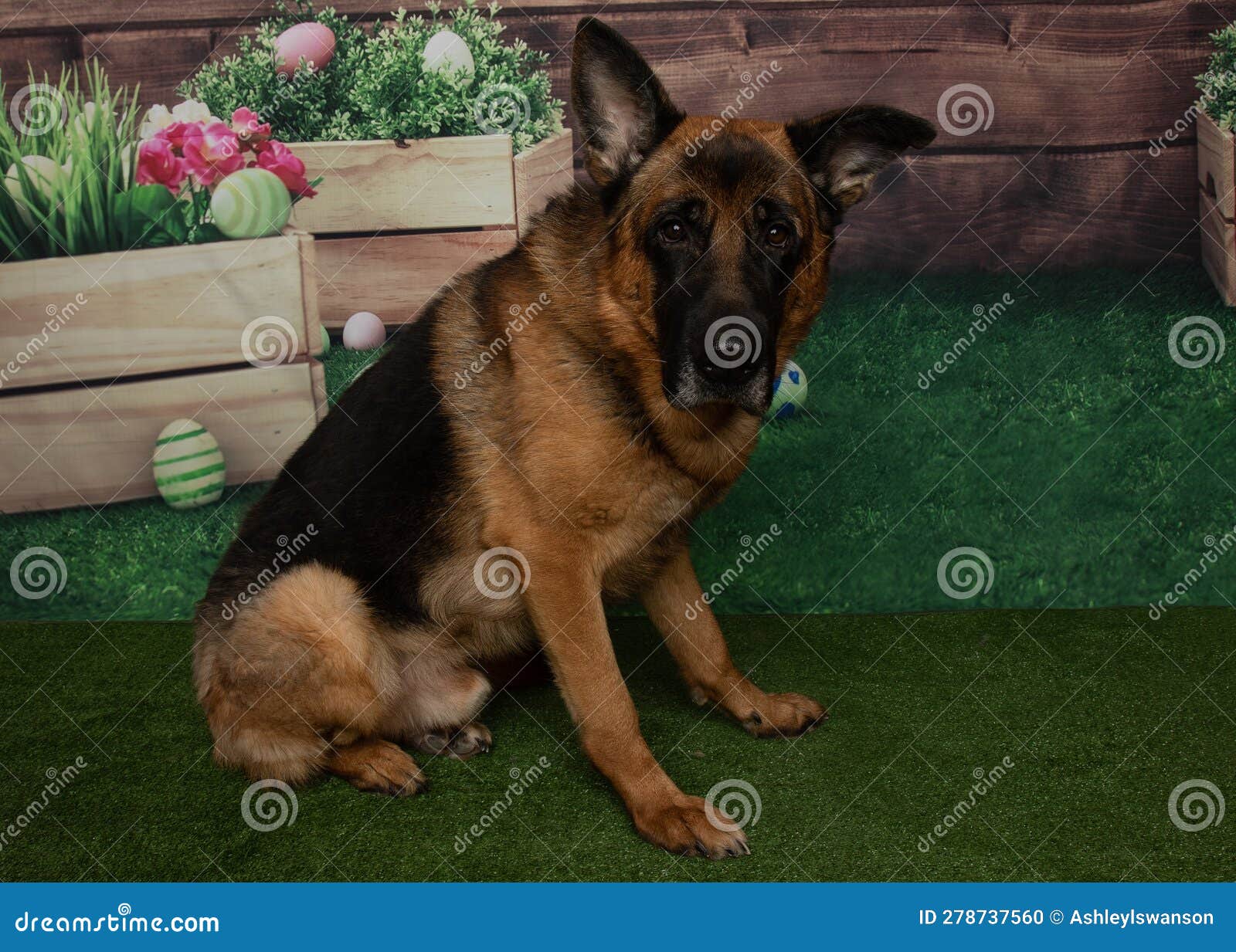 German Shepherd Dog Wearing Easter Eggs Green Grass Spring Portrait ...