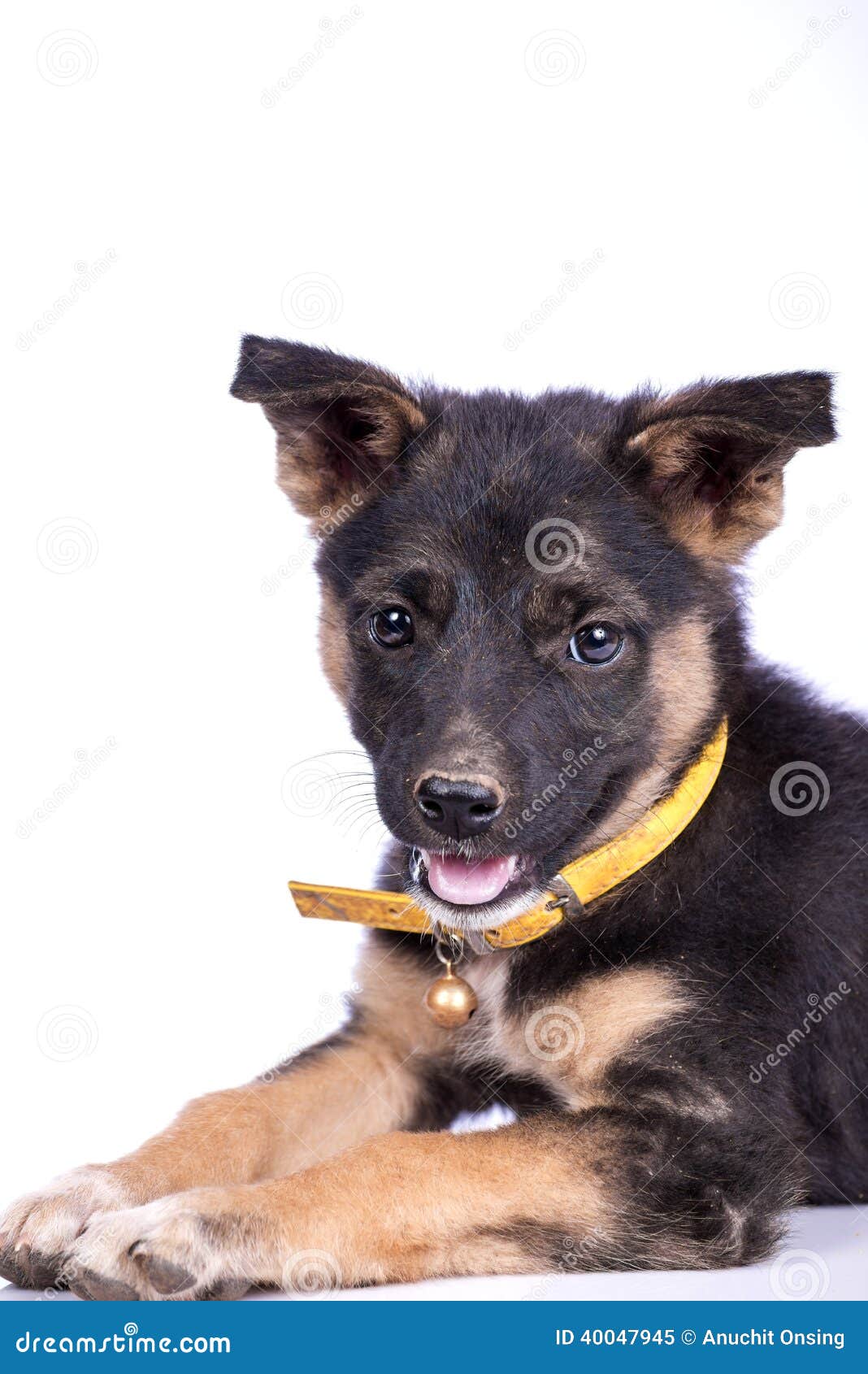 Cute German Shepherd Puppies Stock Image - Image of guard, hair: 40047945