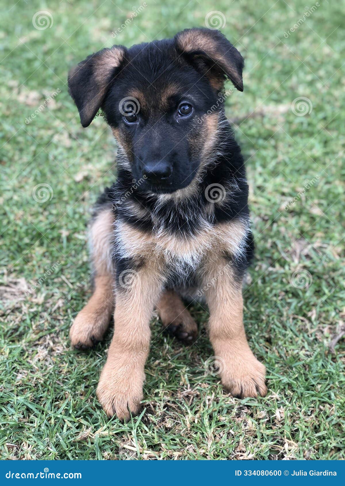 Cute German Shepherd Puppy Dog Stock Photo - Image of camera, cute ...