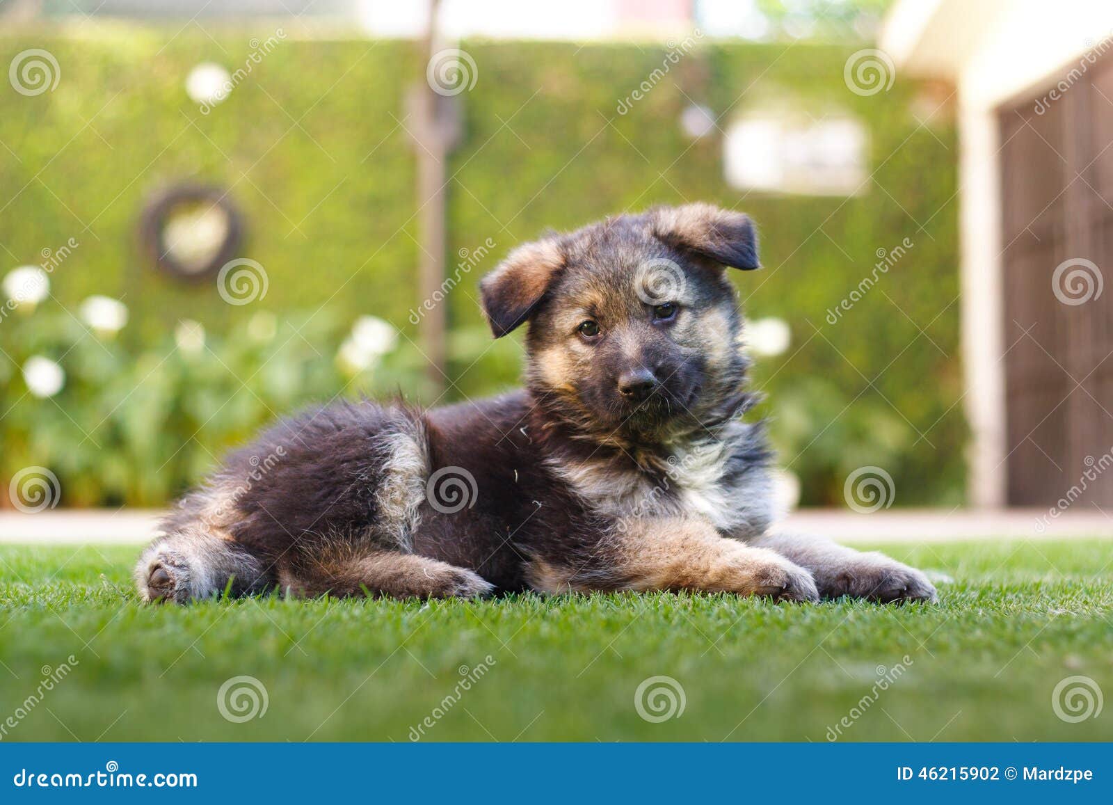 Cute German Shepherd Puppy Portrait Stock Photo - Image of fast, house ...