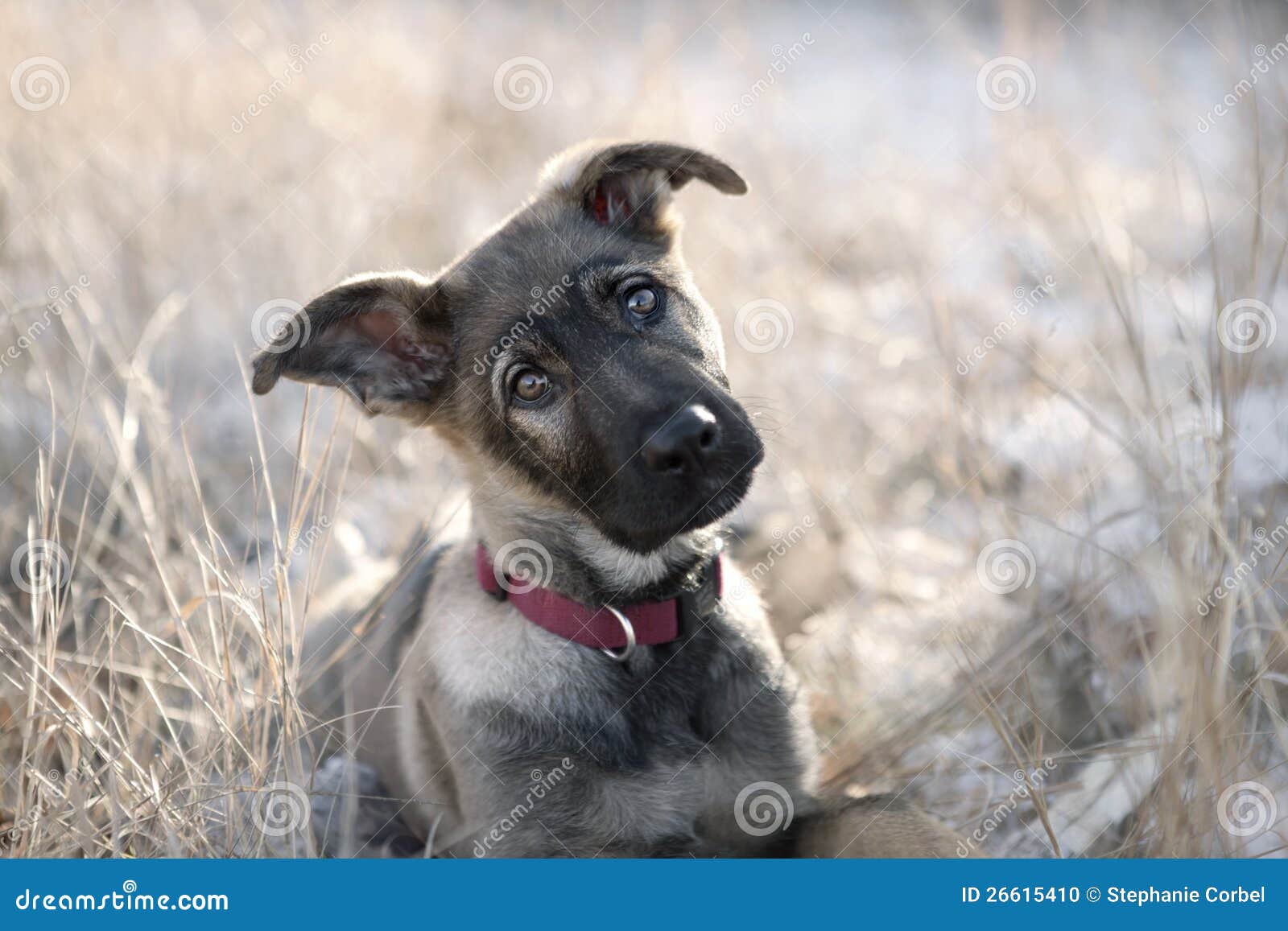 German Shepherd Greyhound Mix Puppy