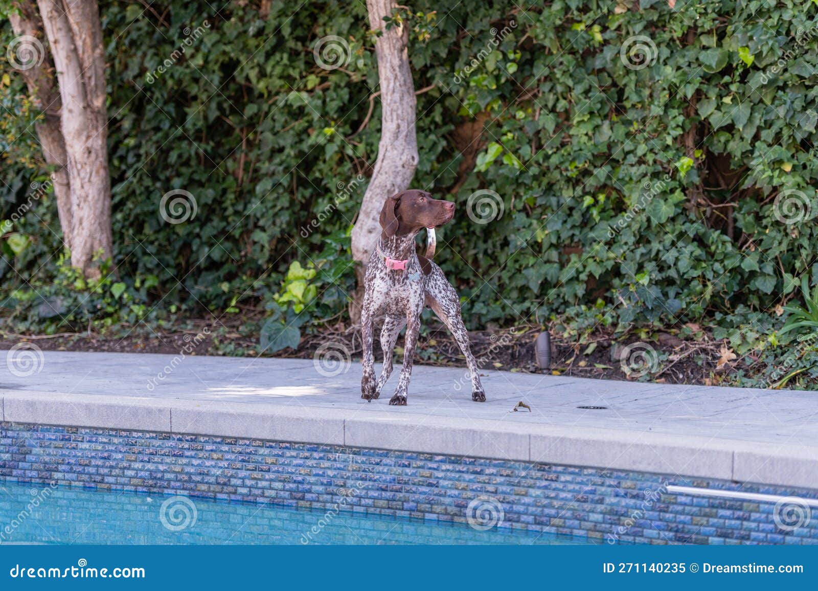 Cute German Shorthaired Pointer Stock Image - Image of german, beauty ...