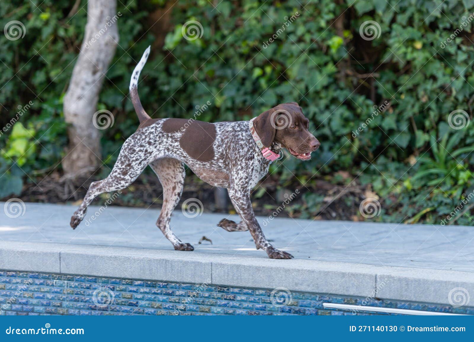 Cute German Shorthaired Pointer in the Backyard Stock Photo - Image of ...