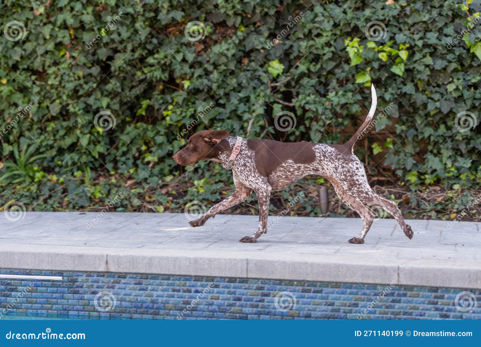 Cute German Shorthaired Pointer in the Backyard Stock Image - Image of ...