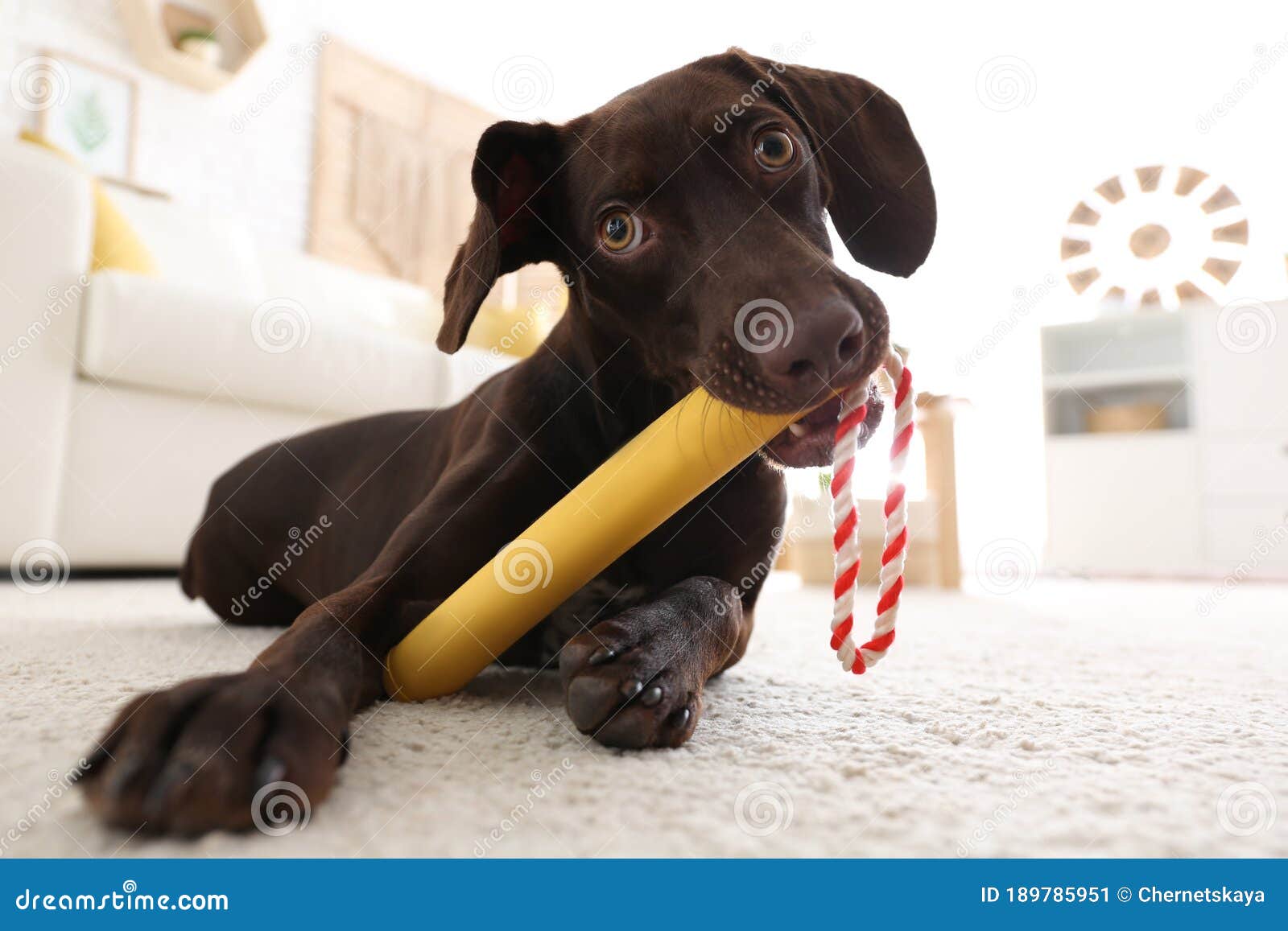 Cute German Shorthaired Pointer Dog Playing with Toy Stock Image ...