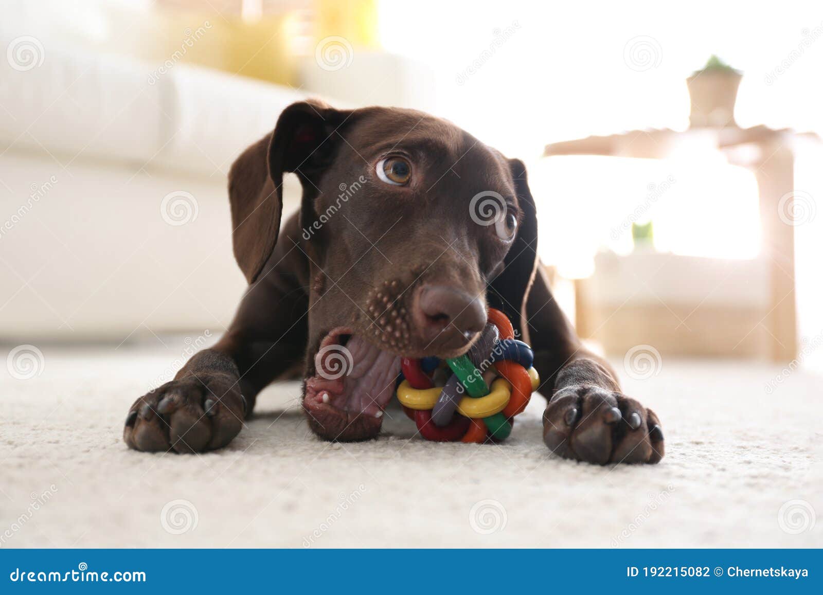 Cute German Shorthaired Pointer Dog Playing with Toy Stock Photo ...