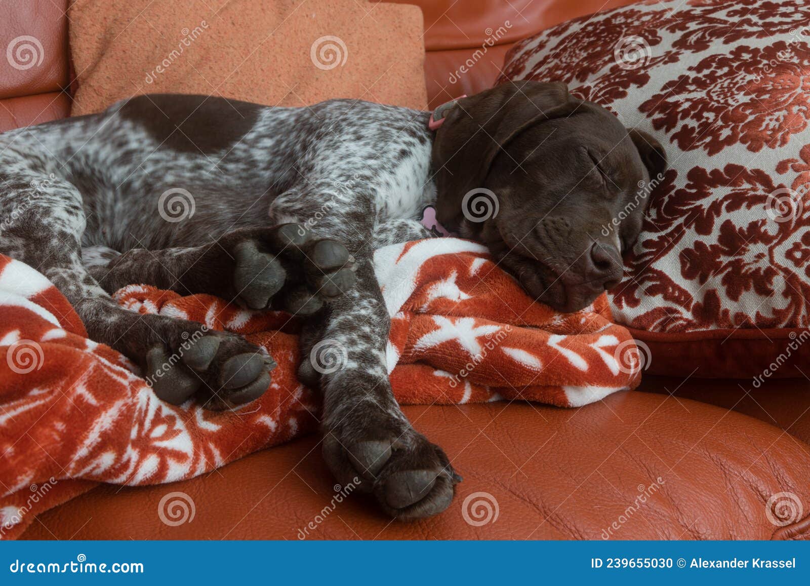 Cute German Shorthaired Pointer Puppy Stock Photo - Image of head ...