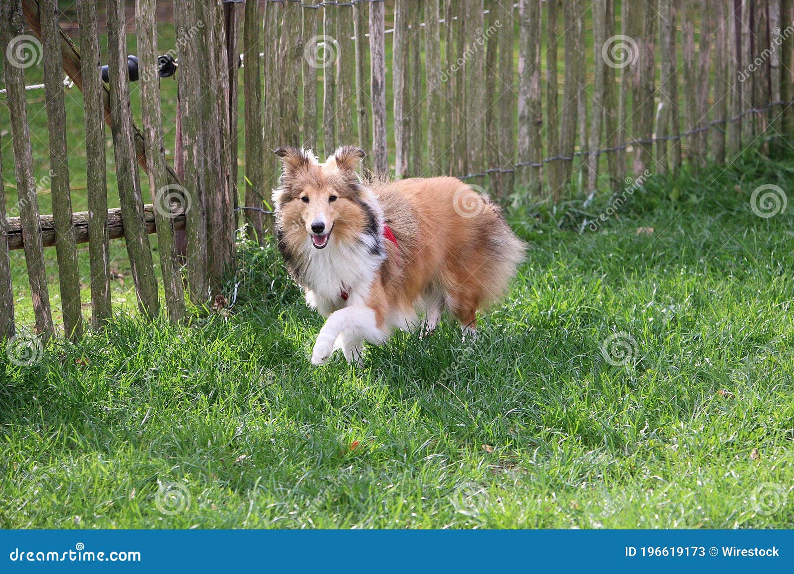 Cute German Spitz Klein Dog Standing in Front of a Fence Stock Image ...