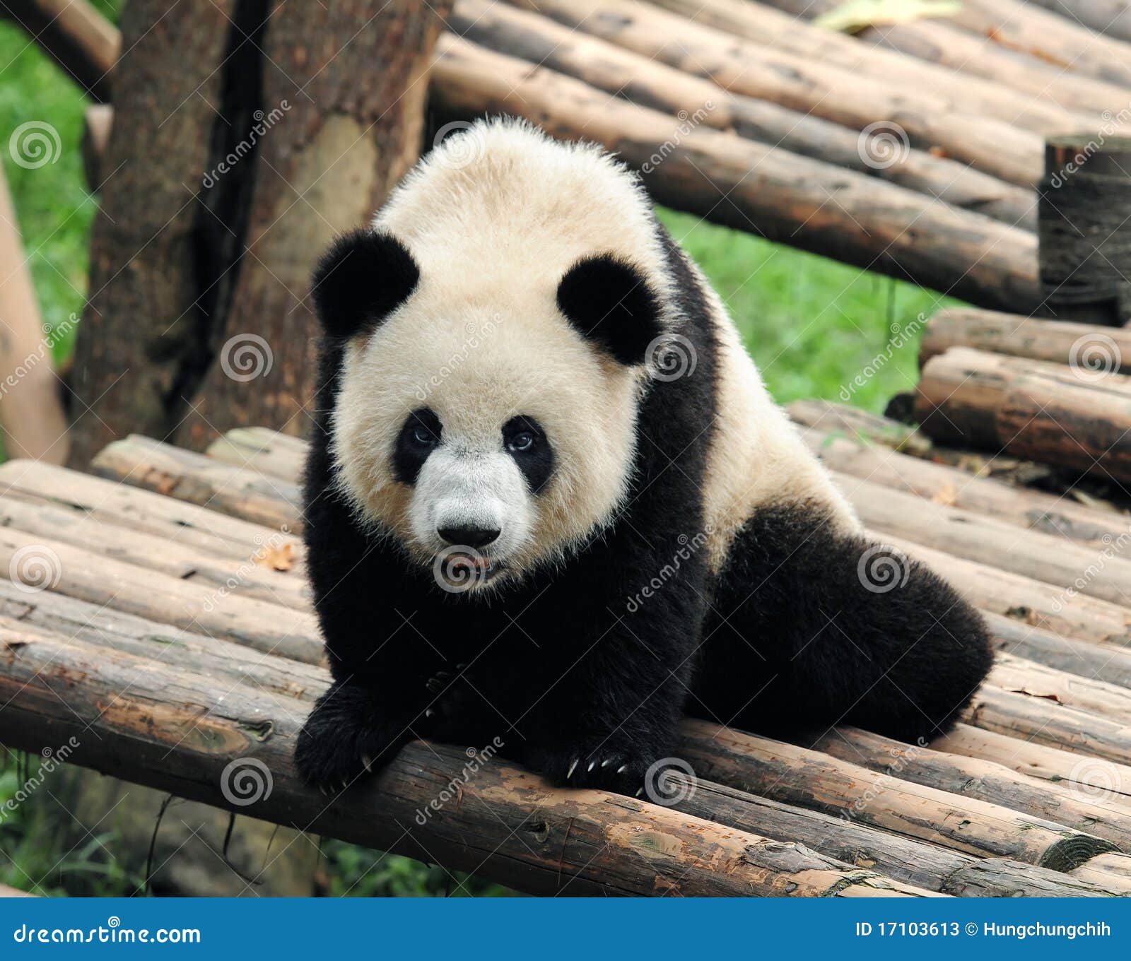 Cute Giant Panda Bear Posing for Camera Stock Image - Image of ...