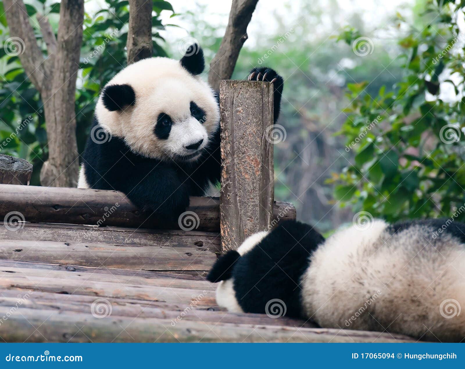 Two Cute Giant Pandas Playing Together Stock Photo | CartoonDealer.com ...