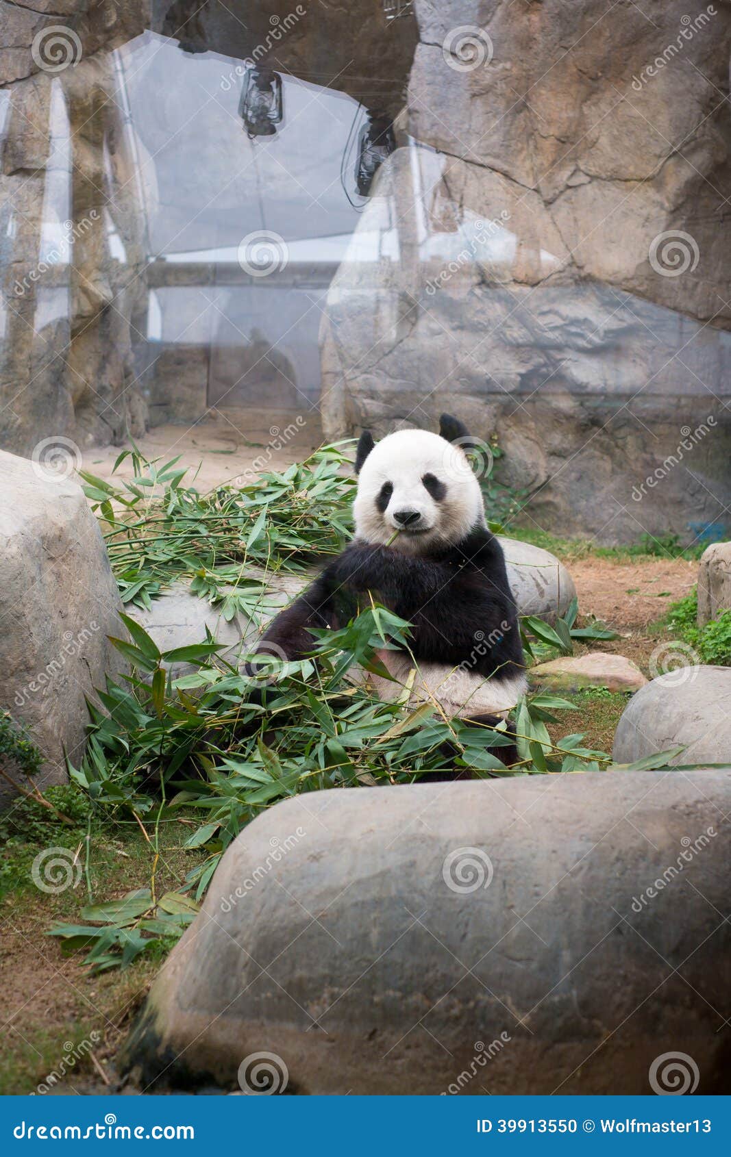 Cute Giant Panda stock photo. Image of asian, chinese - 39913550