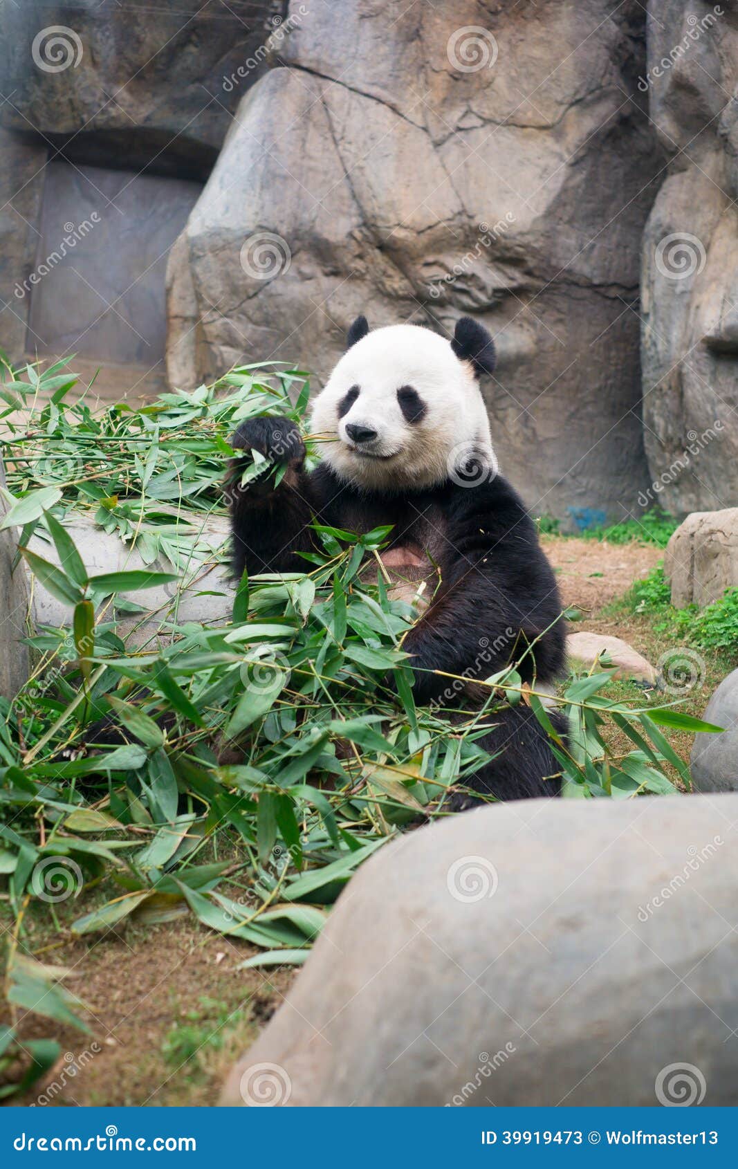 Cute Giant Panda stock image. Image of nature, east, cute - 39919473