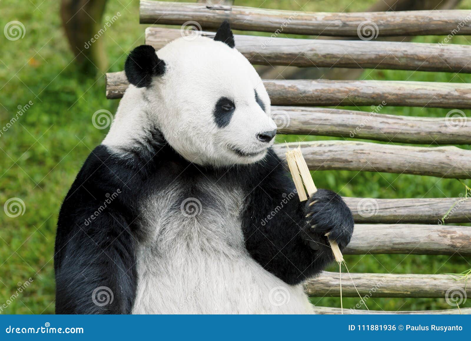 Giant panda eating bamboo stock photo. Image of asian - 111881936