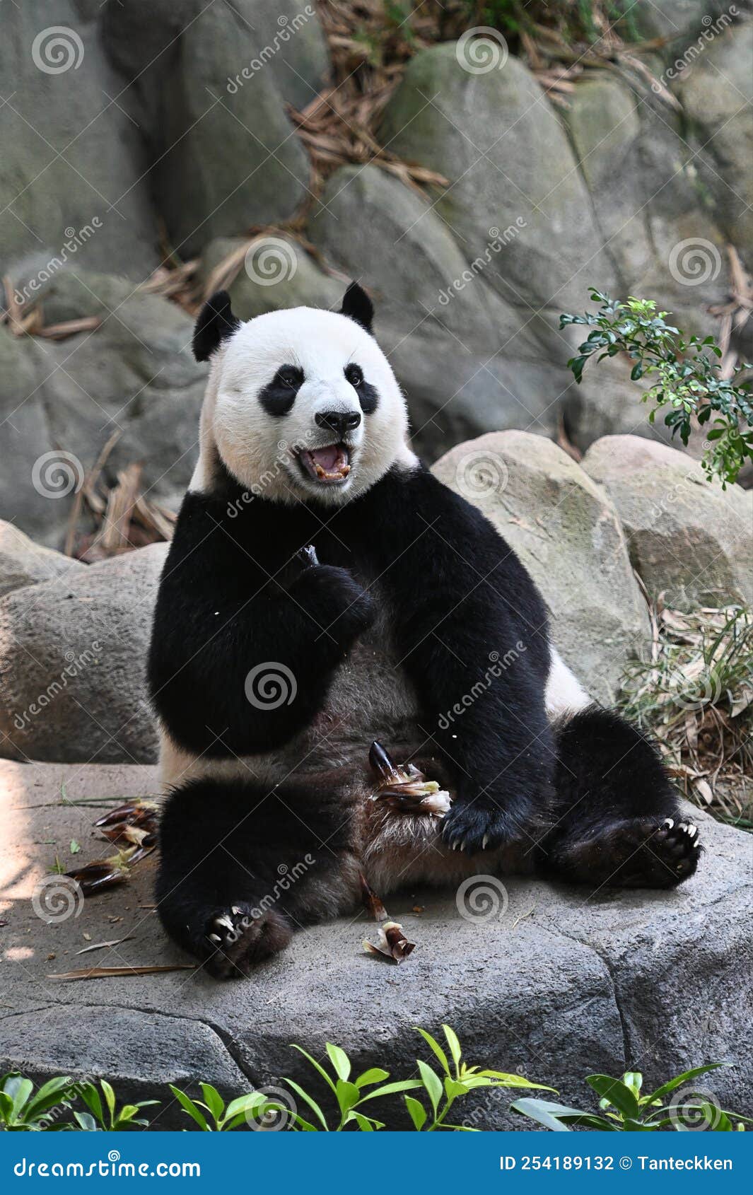 Cute Giant Panda Resting in the Park. Selective Focus Stock Photo ...