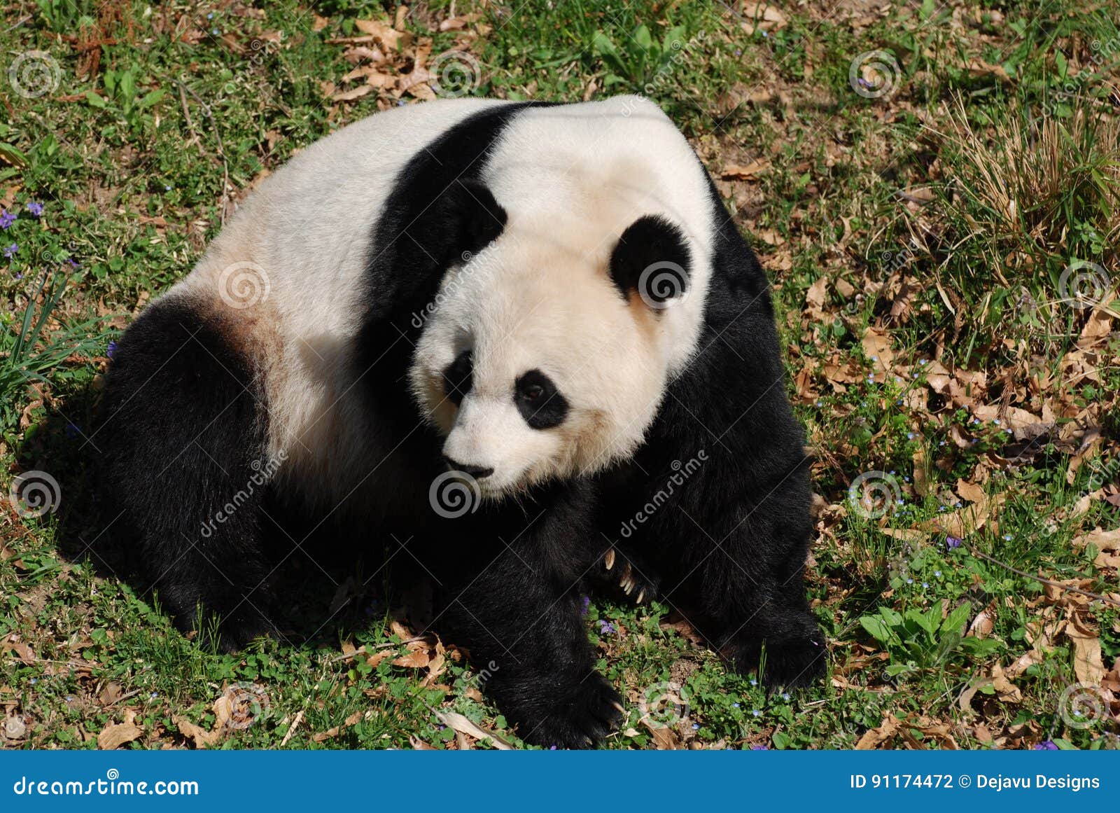 Cute Giant Panda Sitting and Looking Backwards Stock Photo - Image of ...
