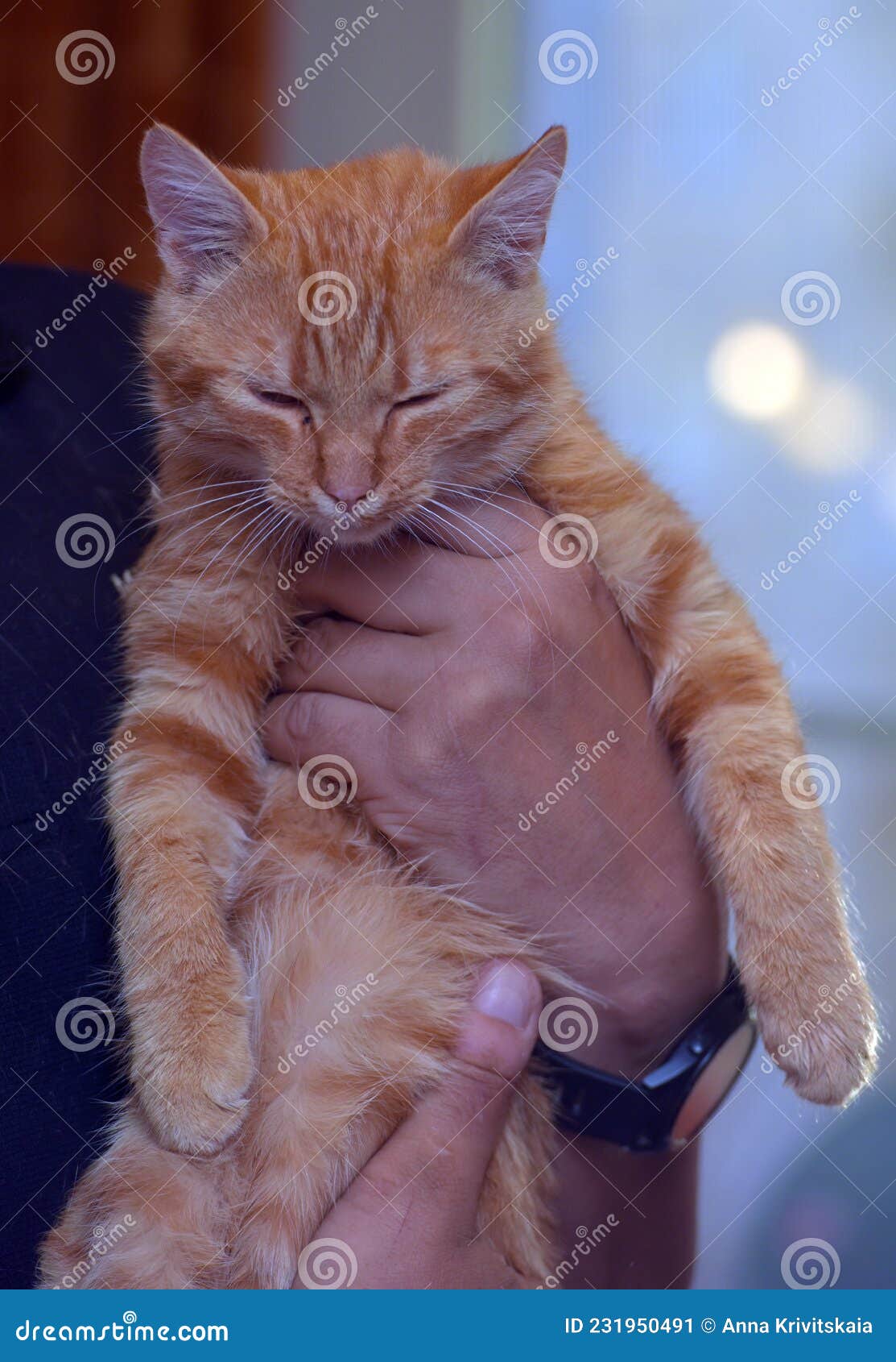 Cute Ginger Affectionate Cat in Hands Stock Image - Image of caressing ...