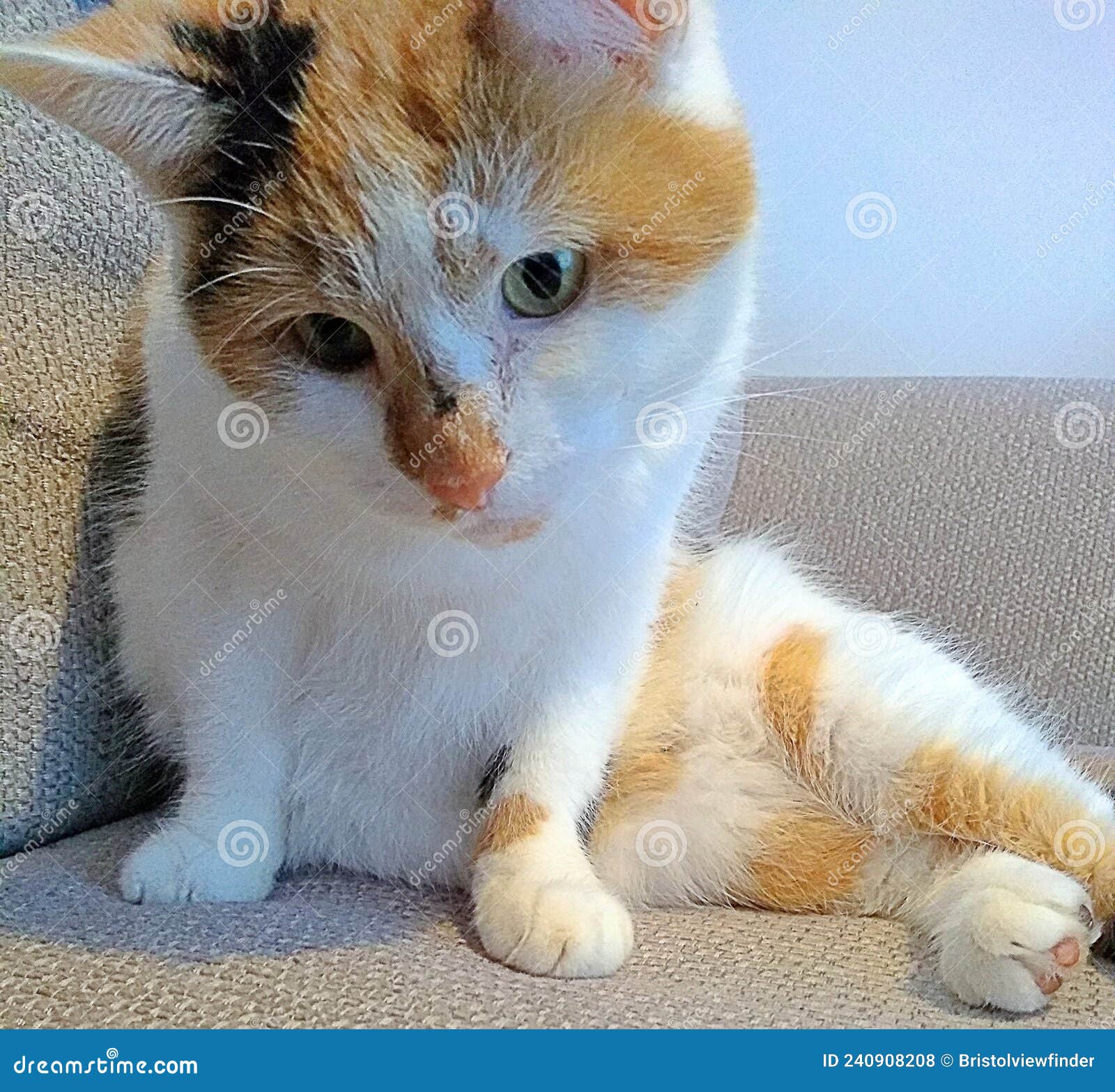 Cute Ginger Black and White Cat with a Mischievous Look Stock Photo ...