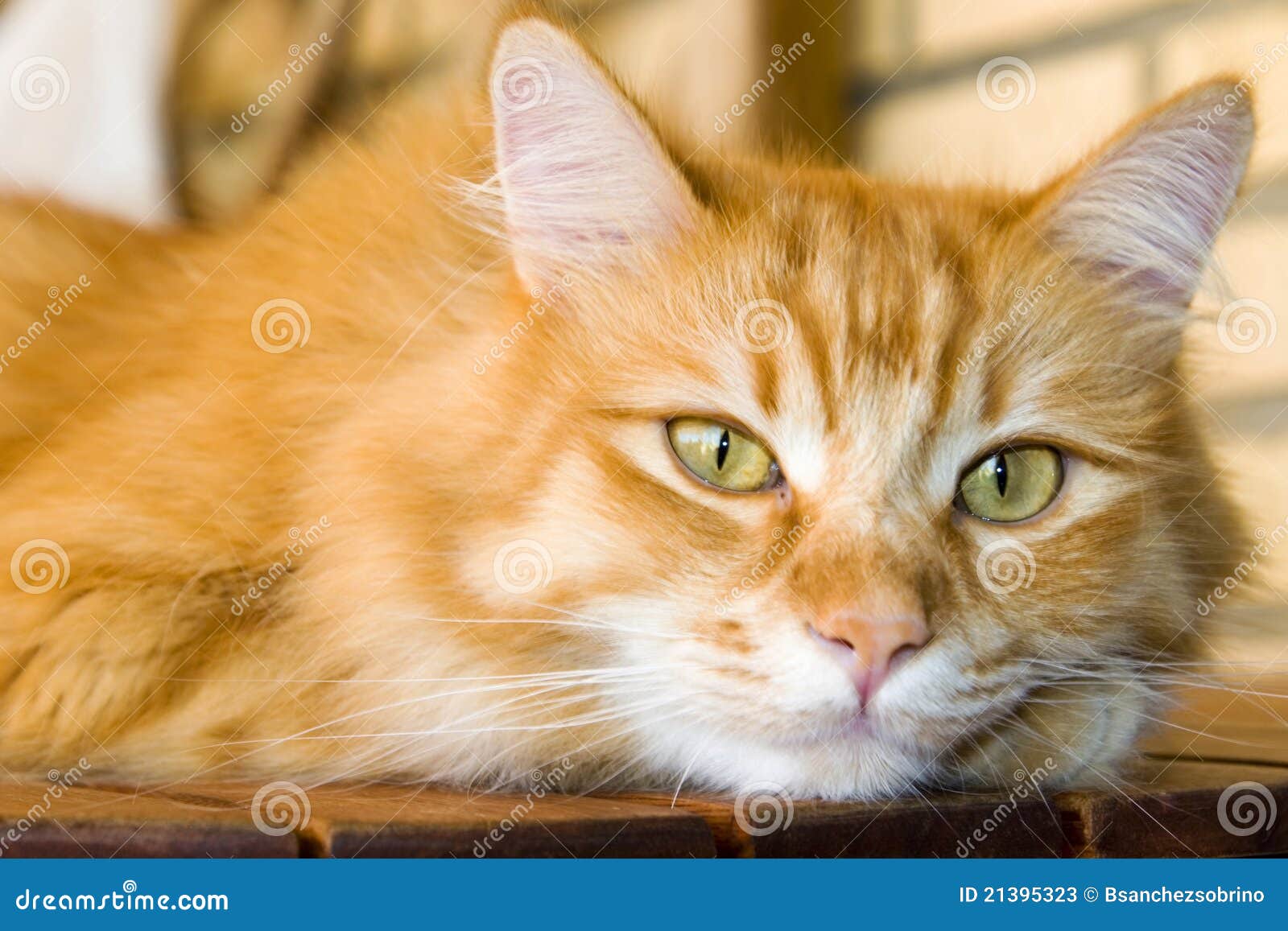 Cute ginger cat stock image. Image of looks, domesticated - 21395323