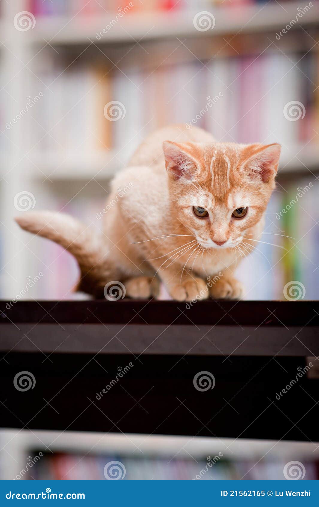 Cute Ginger Tabby Cat`s Feet On Yellow Background Royalty-Free Stock ...