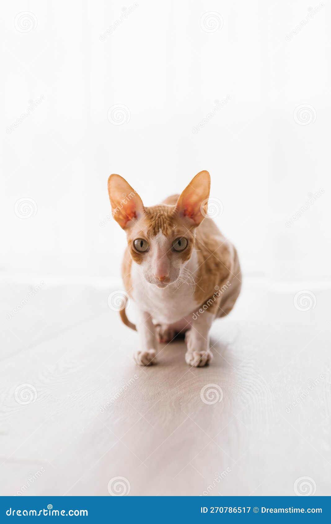Cute Ginger Cat Cornish Rex is Sitting on the Floor and Carefully ...
