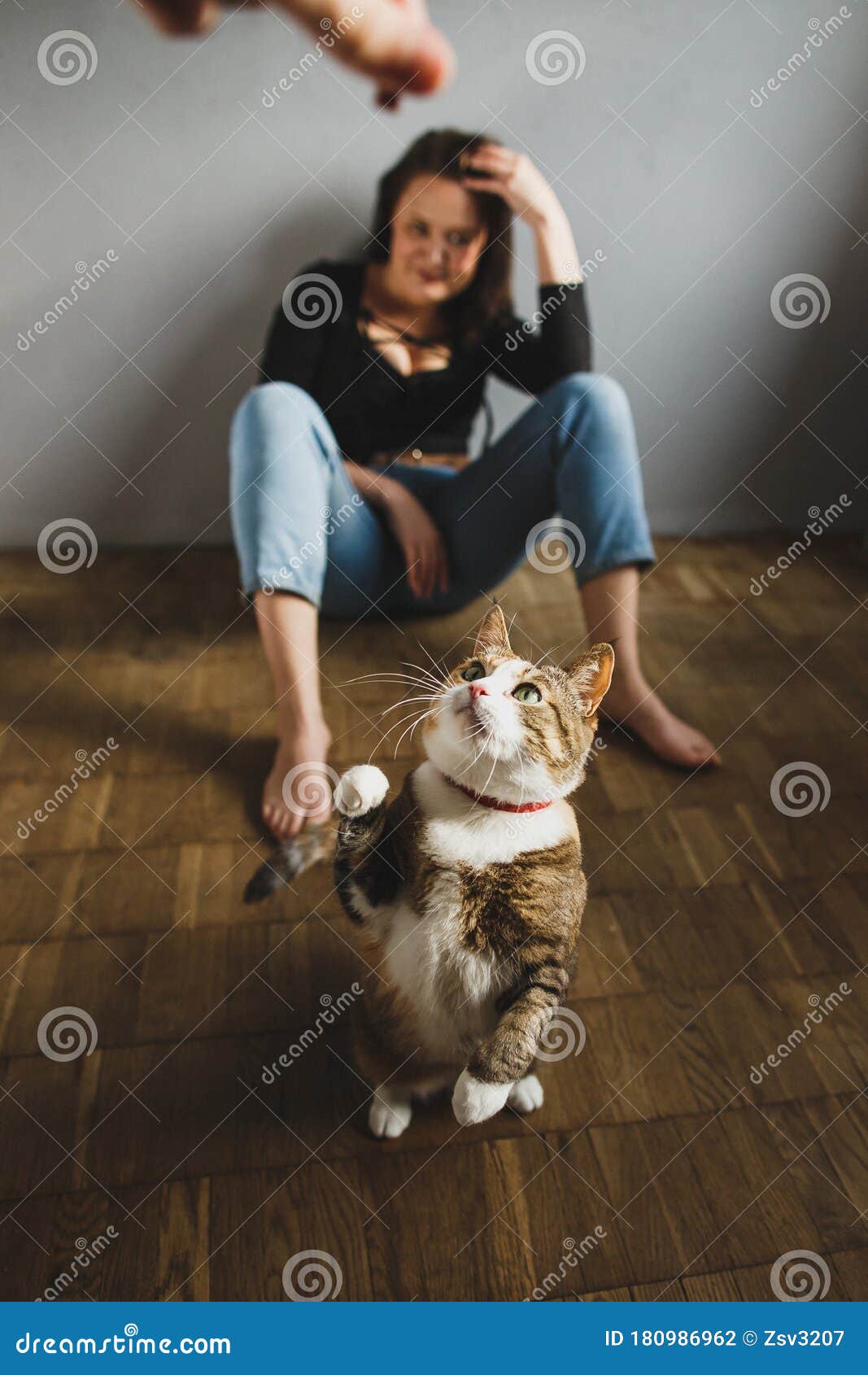 Cute Ginger Cat Eating a Delicacy from Hand Stock Photo - Image of face ...
