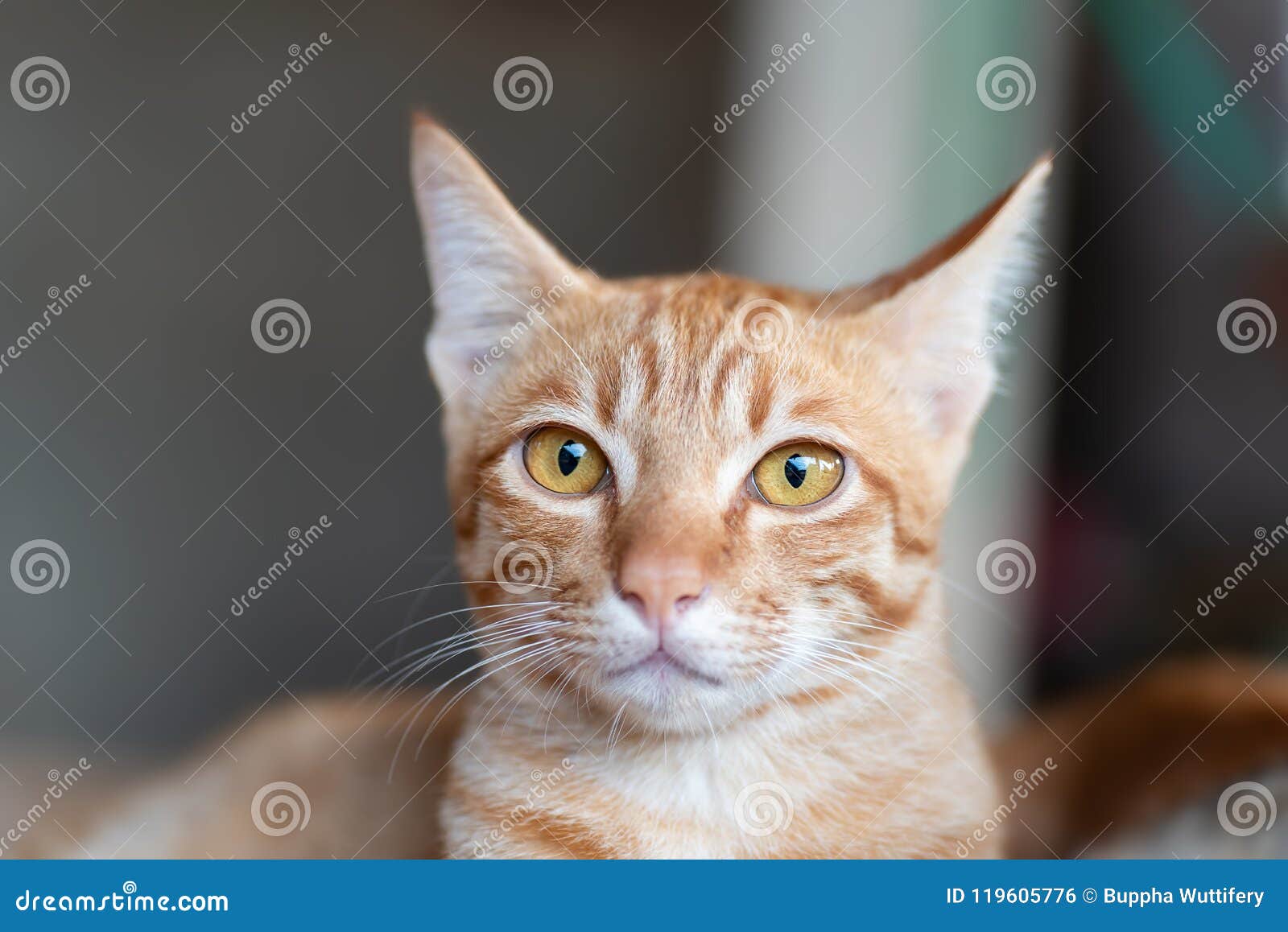 Cute Ginger Cat Face, Cute Pet Stock Photo - Image of looking, close ...