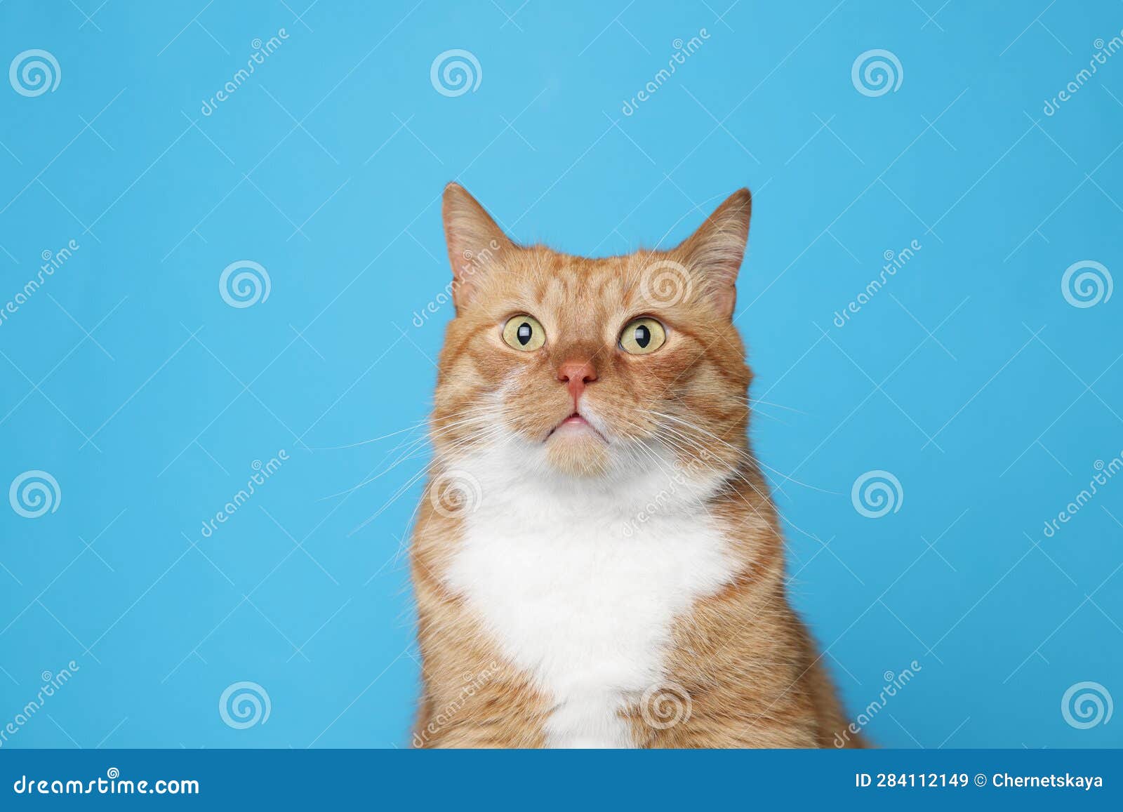 Cute Ginger Cat on Light Blue Background. Adorable Pet Stock Image ...