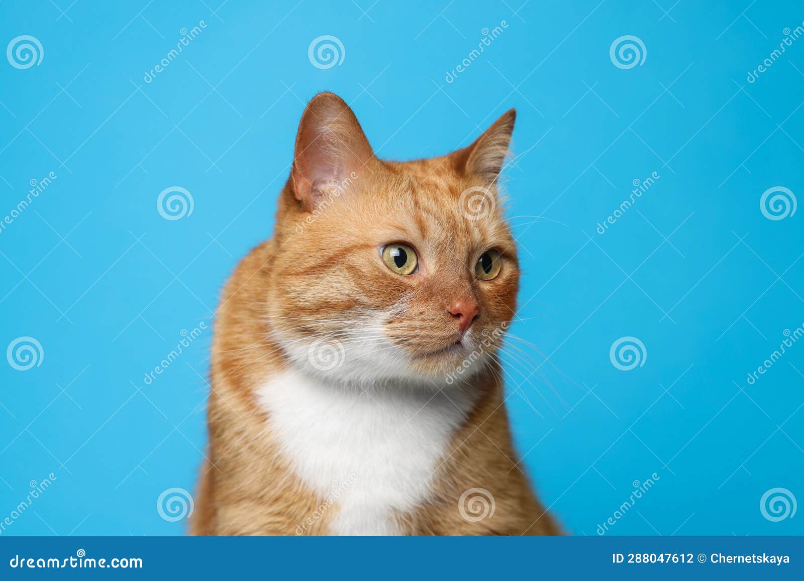 Cute Ginger Cat on Light Blue Background. Adorable Pet Stock Photo ...