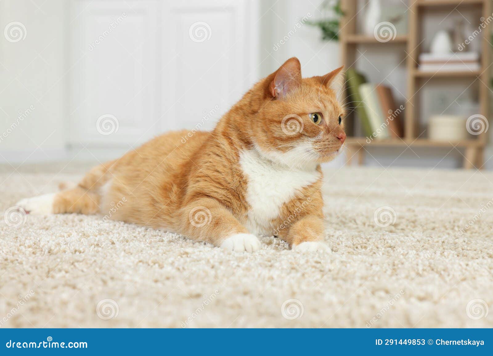 Cute Ginger Cat Lying on Carpet at Home Stock Image - Image of ...