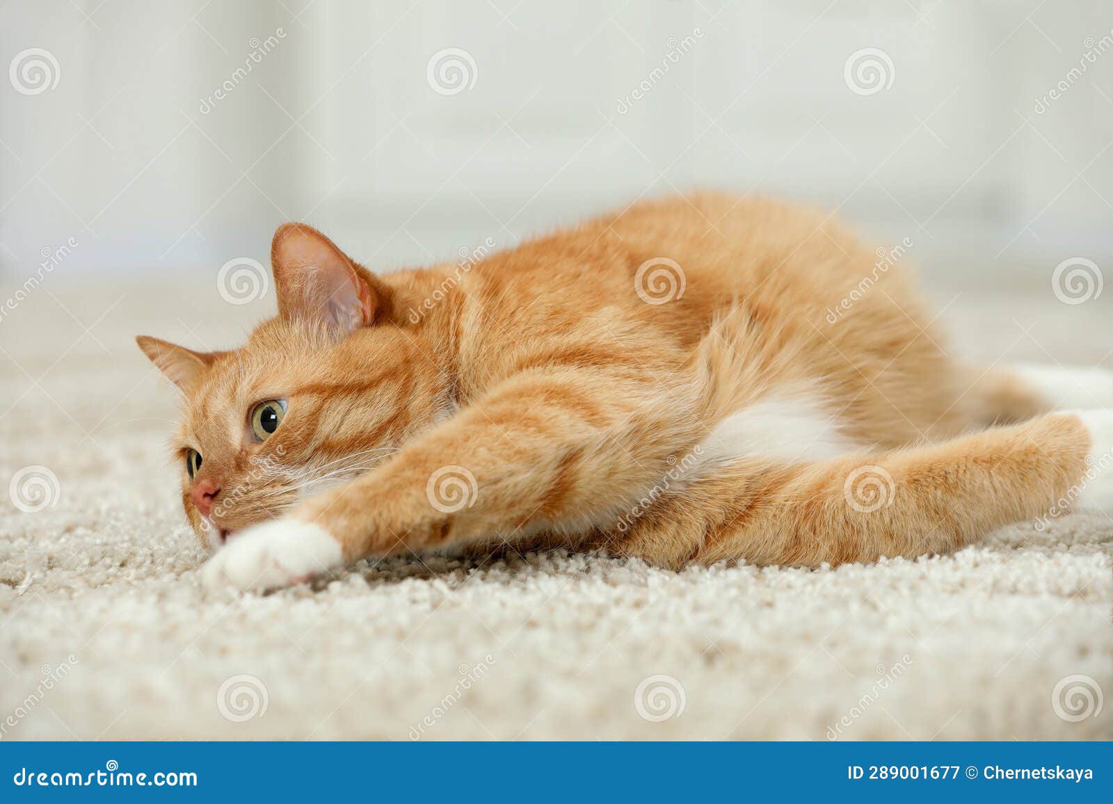 Cute Ginger Cat Lying on Carpet at Home, Closeup Stock Image - Image of ...