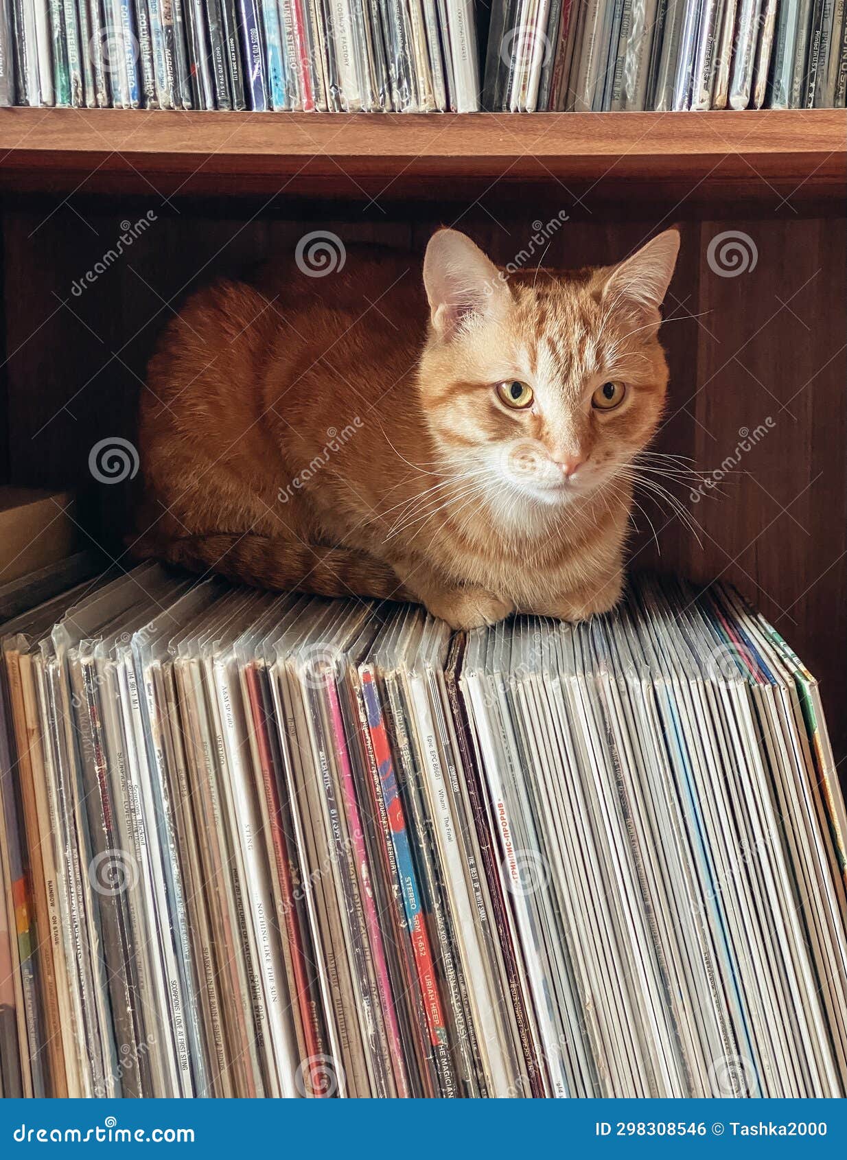 Cute Ginger Cat Lying on a Stack of Vinyl Records Stock Photo - Image ...