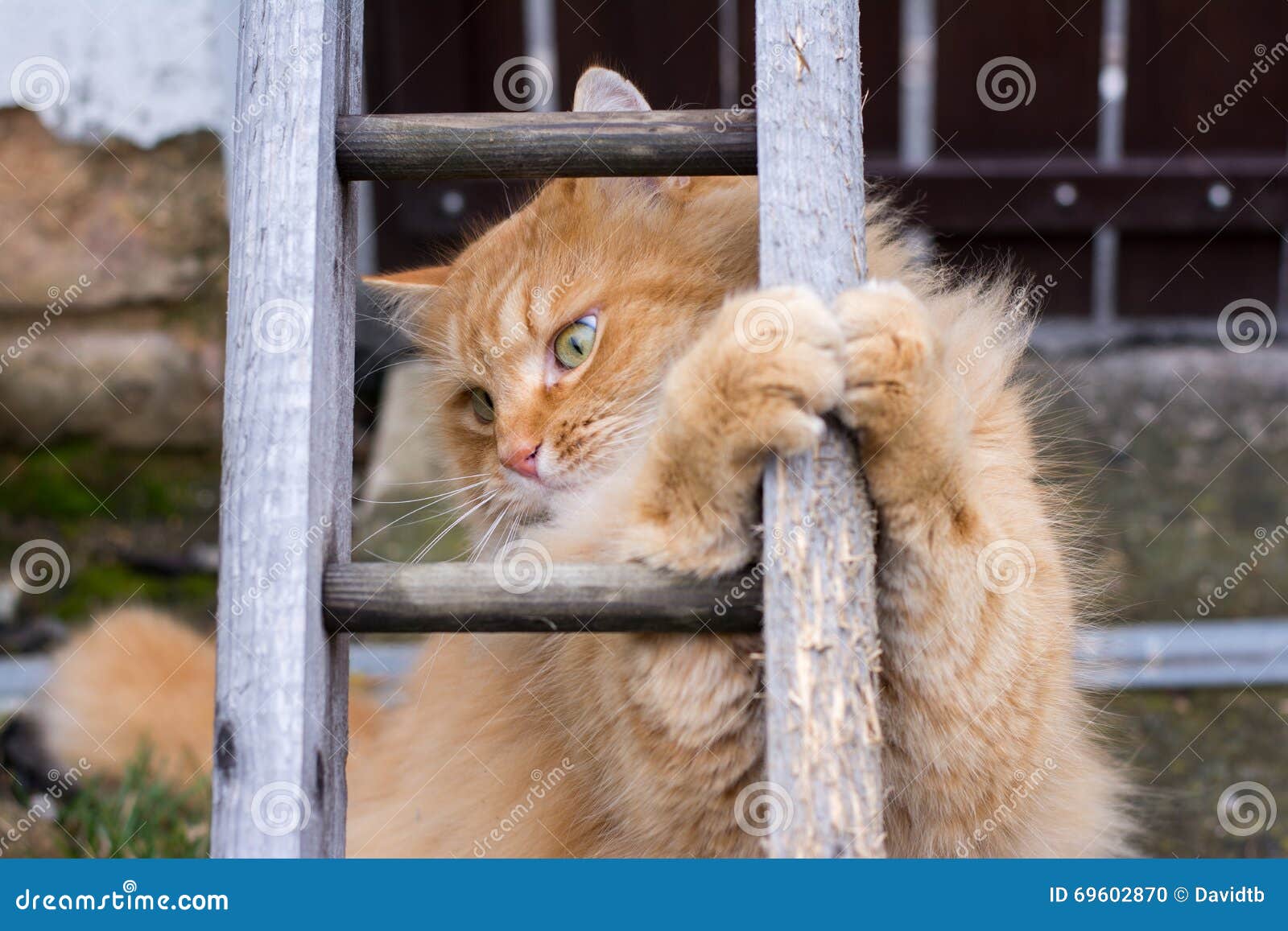 Cute ginger cat playing stock photo. Image of garden - 69602870