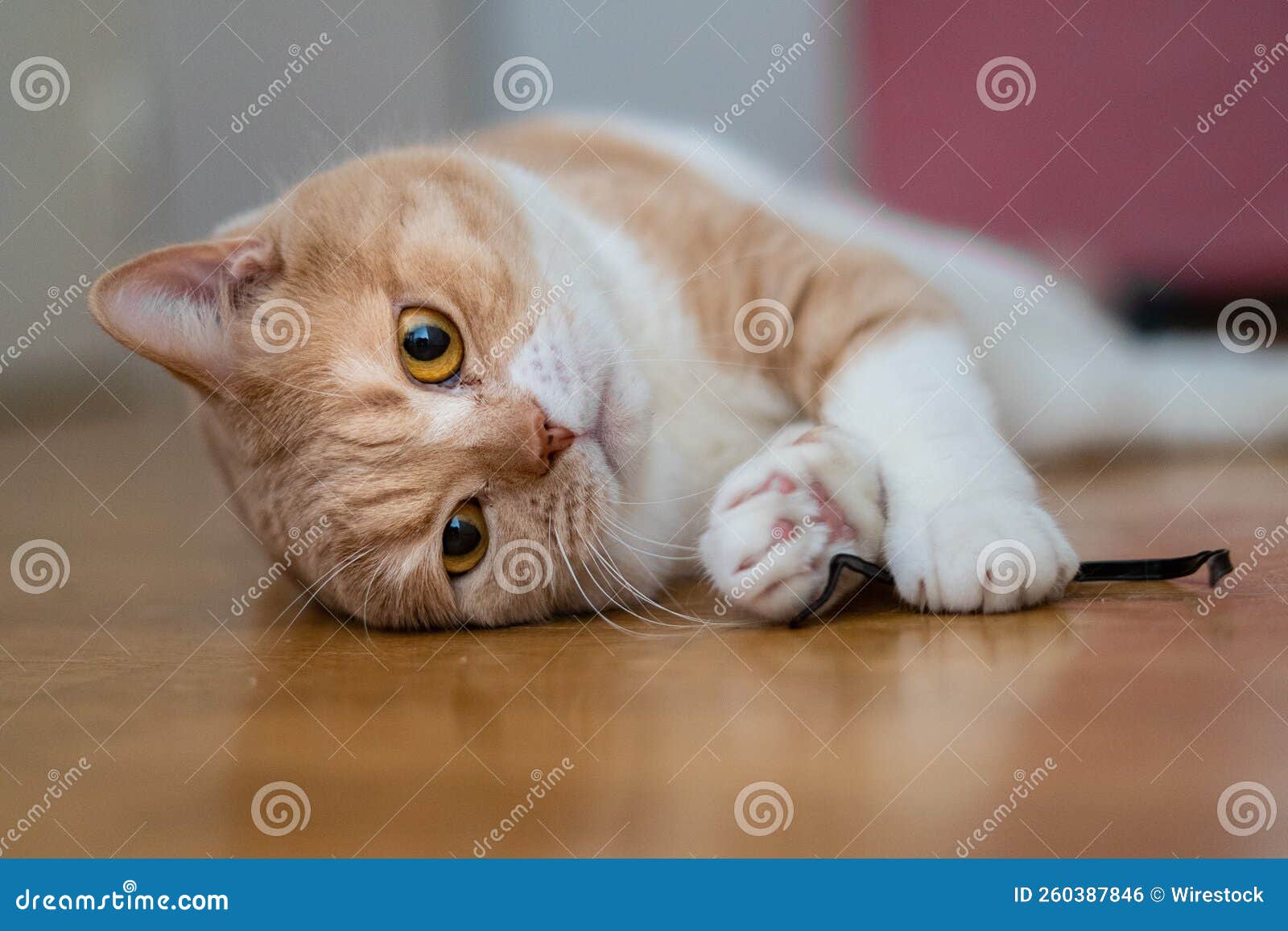 Cute Ginger Cat Playing in a House Stock Photo - Image of orange ...