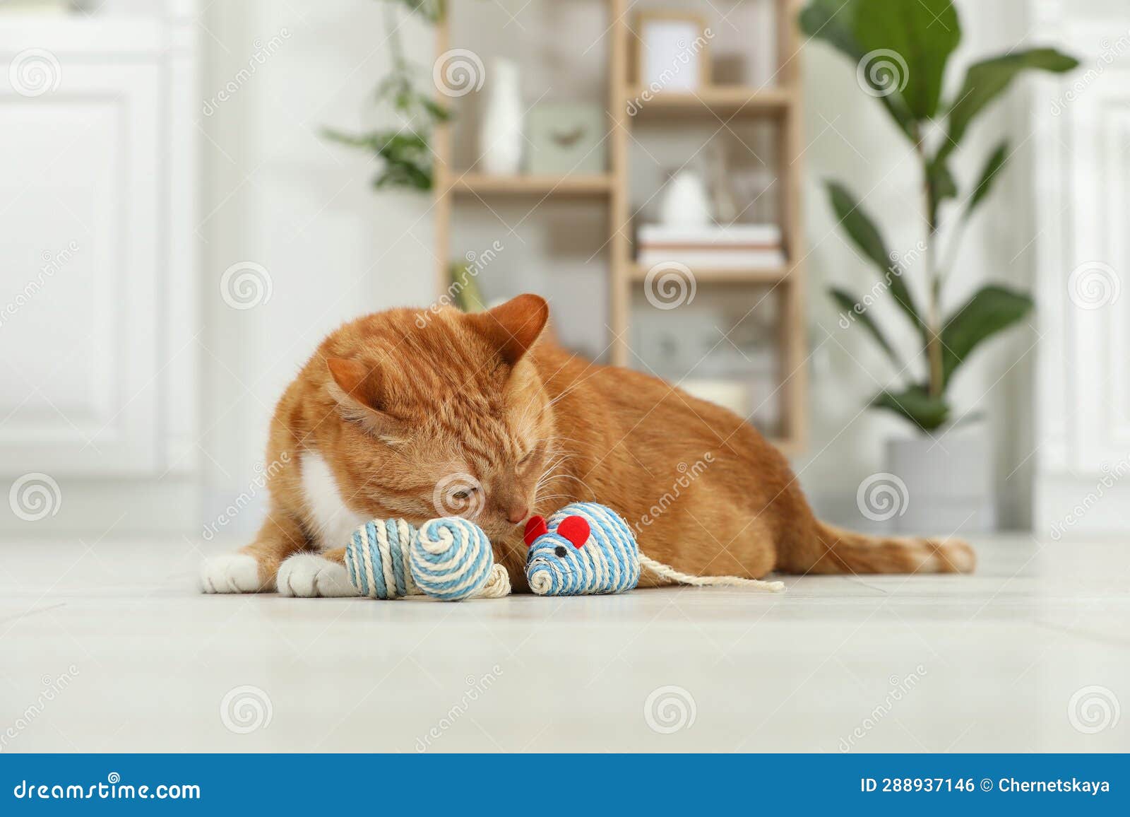 Cute Ginger Cat Playing with Toys at Home Stock Photo - Image of ...