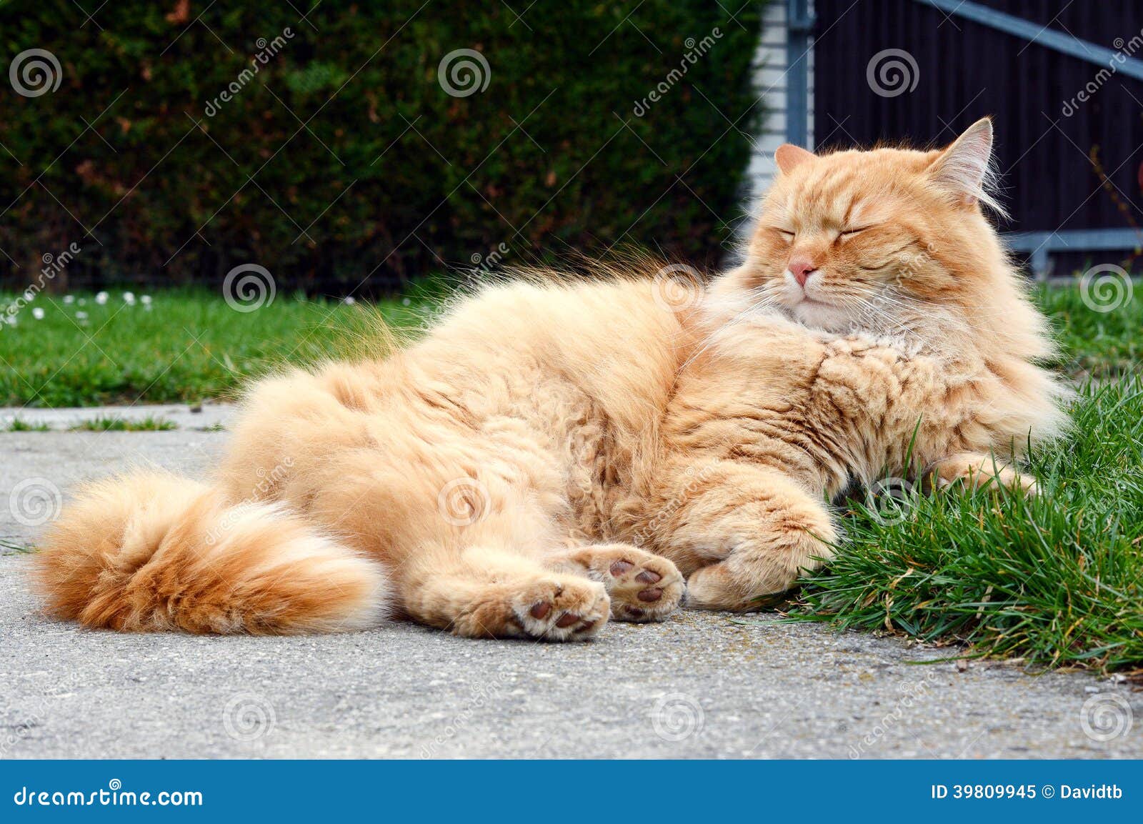 Cute ginger cat relaxes stock image. Image of fluffy - 39809945