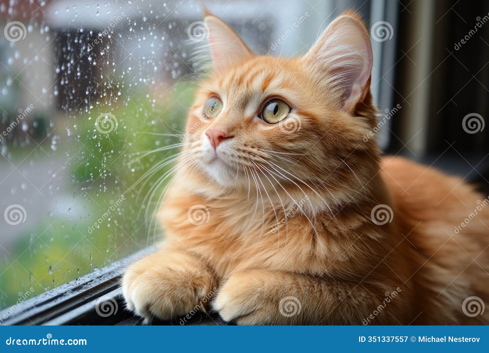 Cute Ginger Cat Relaxing by Window and Looking at Rain Drops Editorial ...