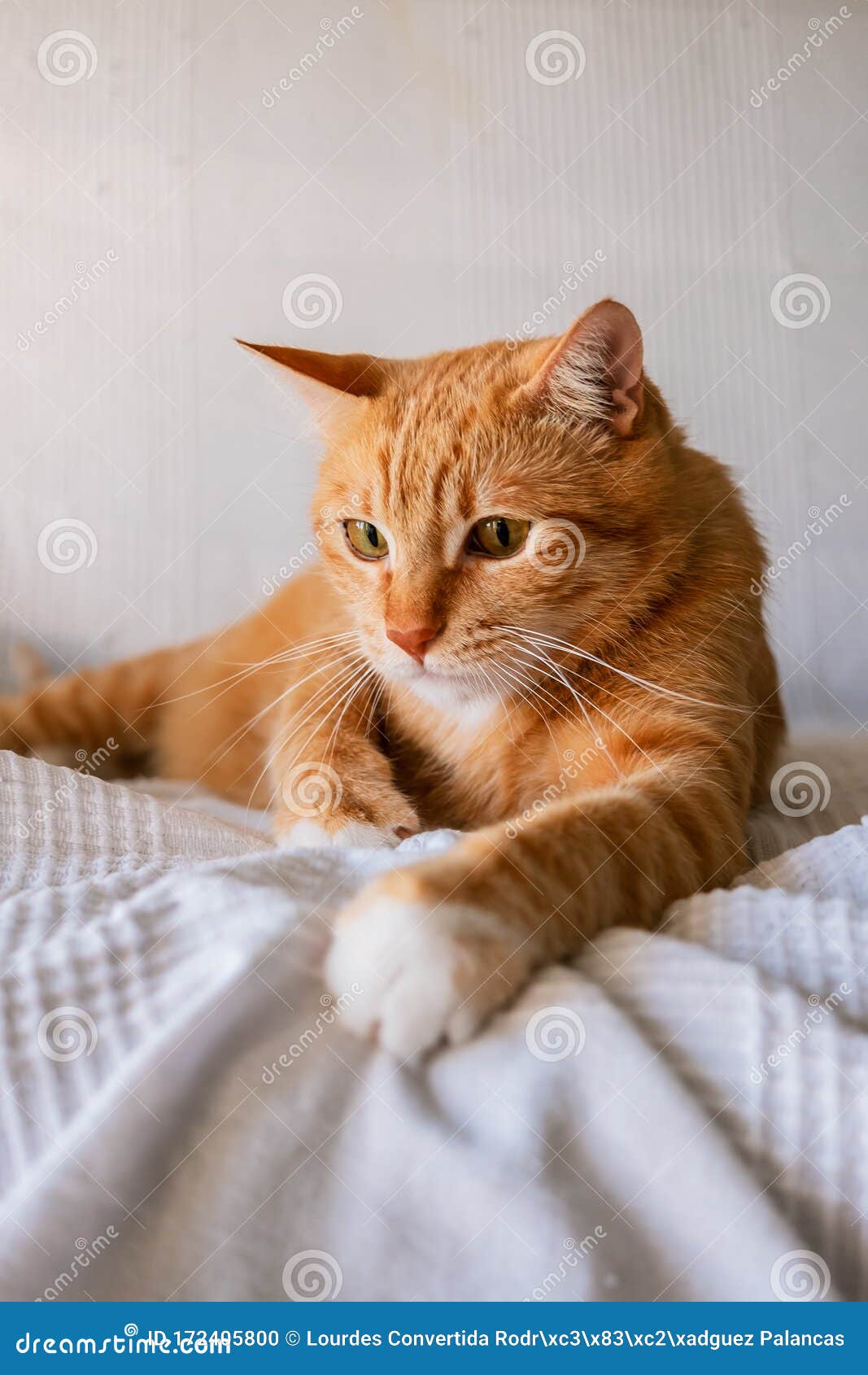 Cute ginger cat scratching stock photo. Image of mammal - 172405800