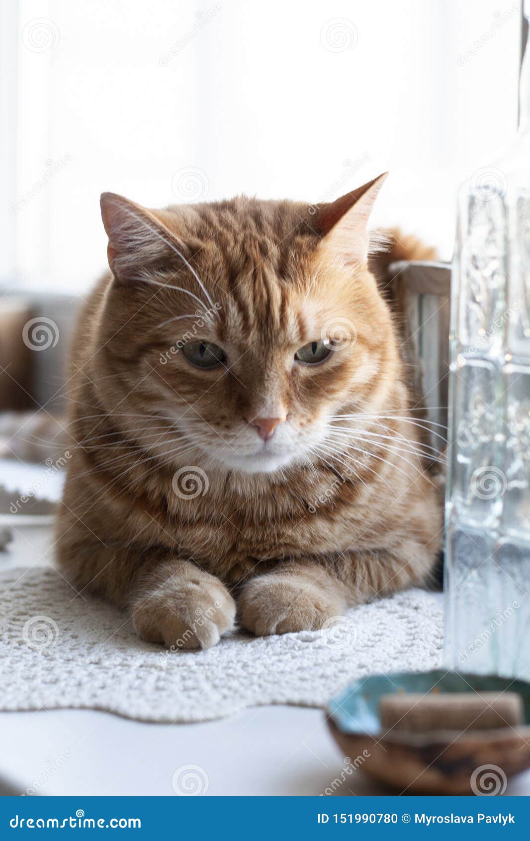 A Cute Ginger Cat Sitting on a Windowsill Stock Photo - Image of bottle ...