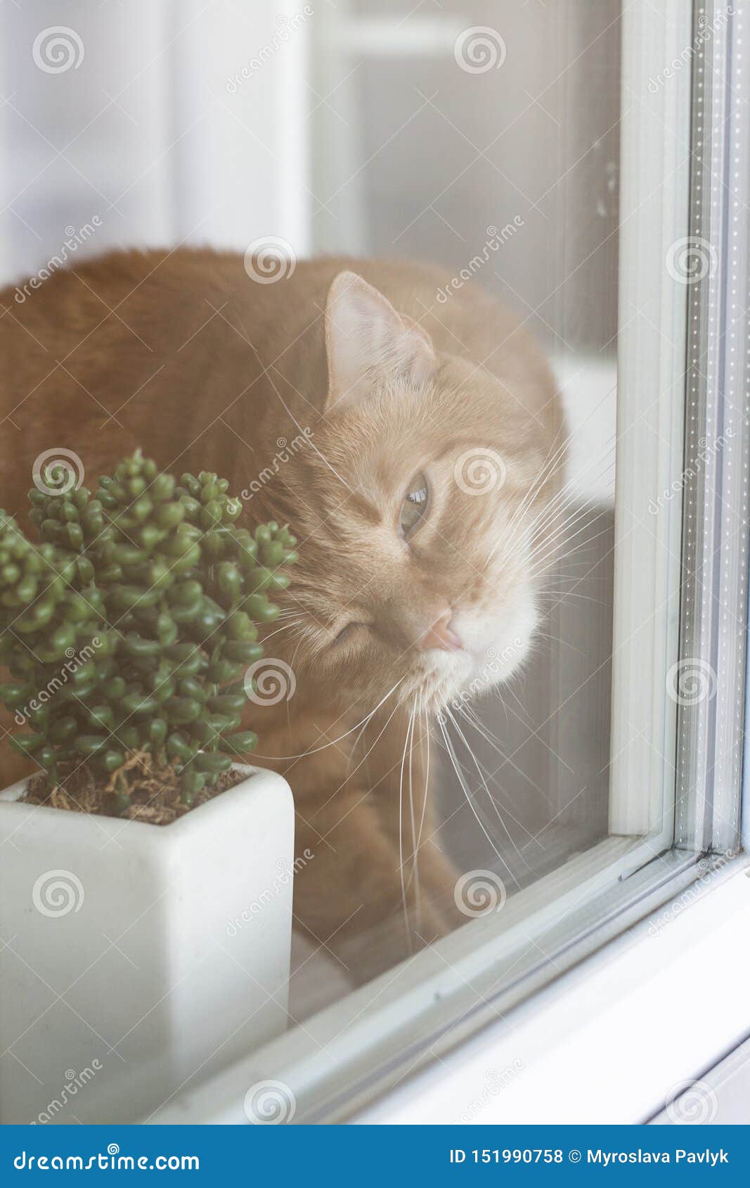 A Cute Ginger Cat Sitting on a Windowsill Stock Photo - Image of ...